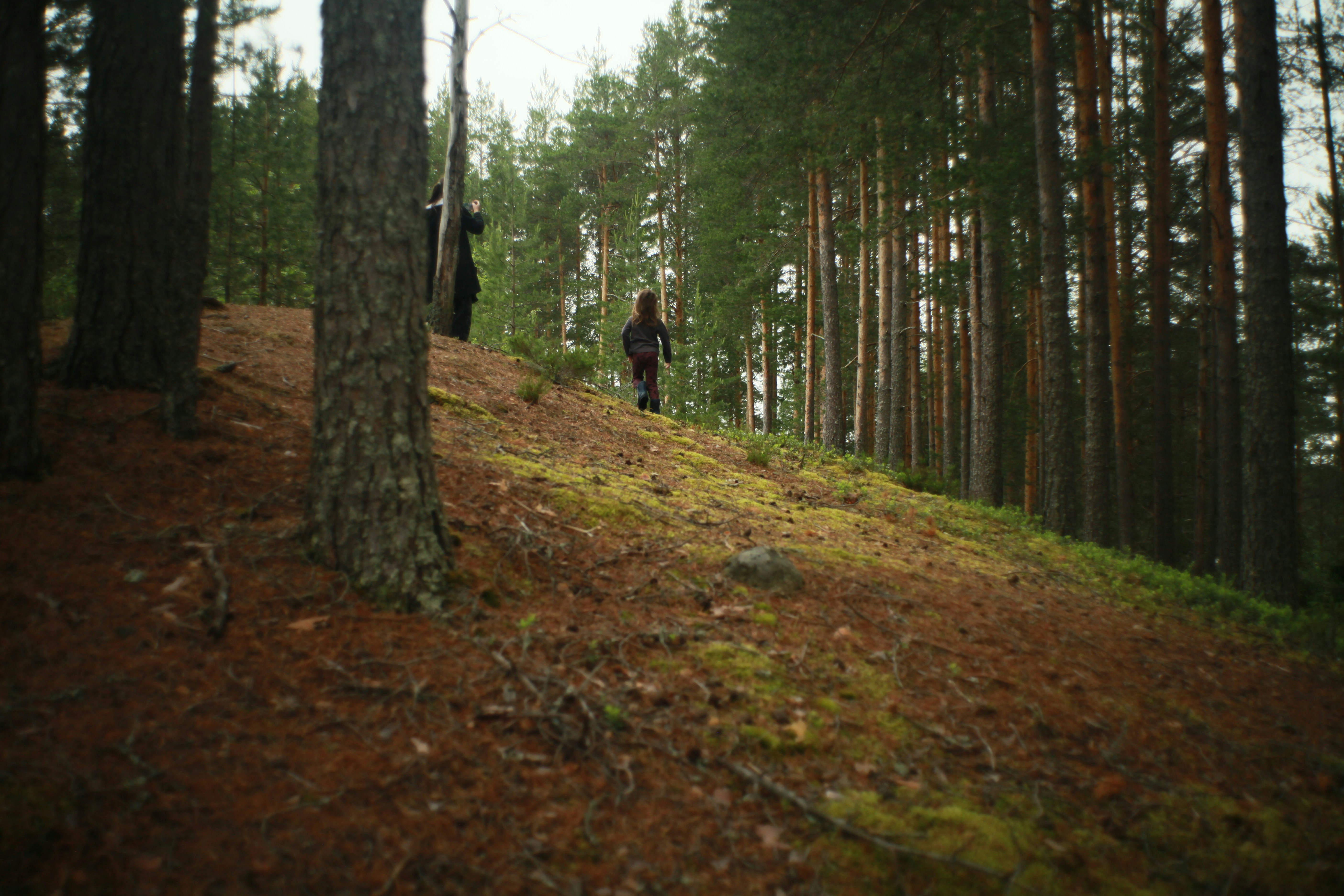 Forest Footpath Ascent: Two Figures in a Pine Corridor