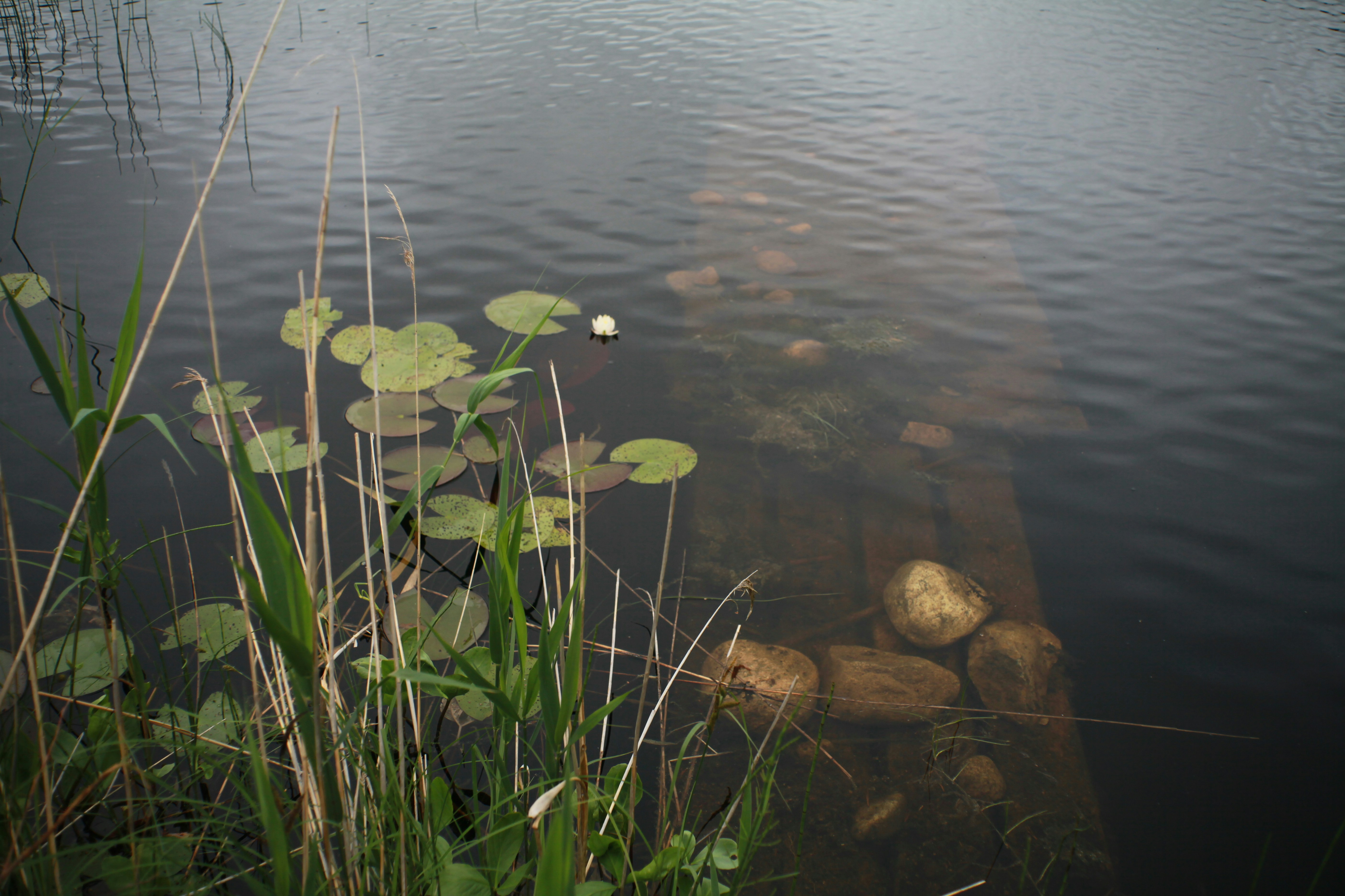 Lilies and Stones: Quiet Edge of the Pond