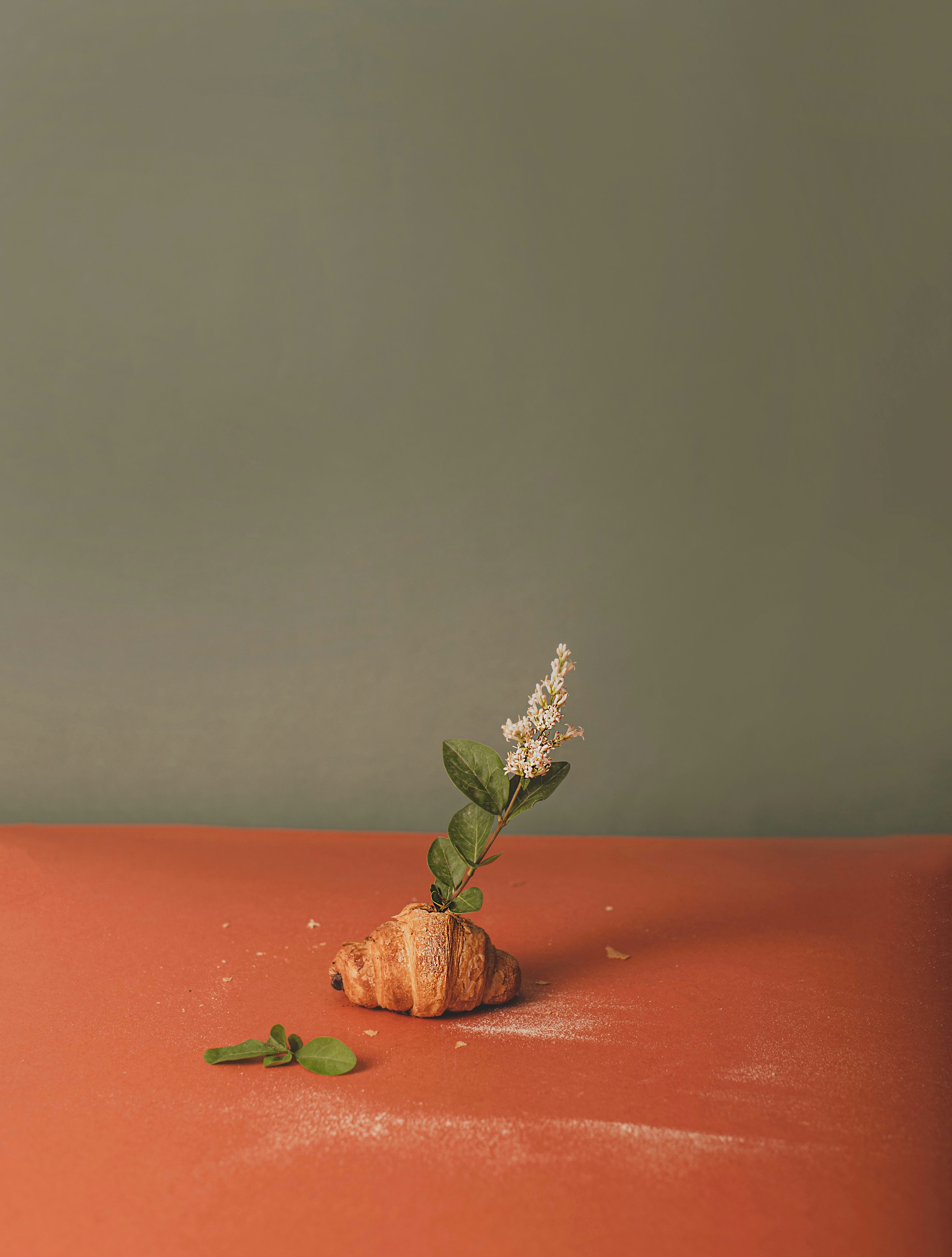 Minimalist still life: a sprouting croissant with blossom against a muted backdrop