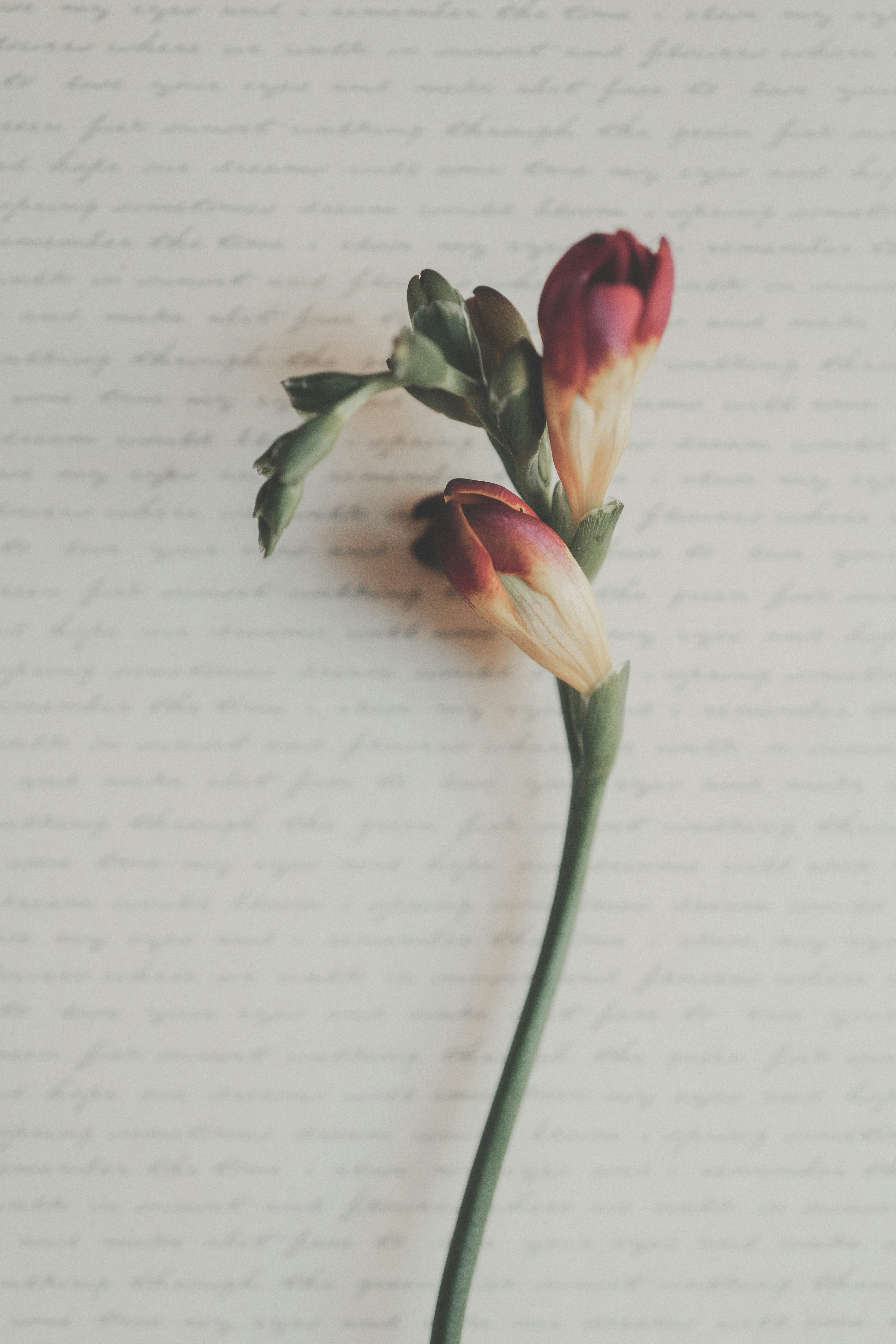 Petaled Quiet: A Stem of Faded Crimson Against Scripted Backdrop