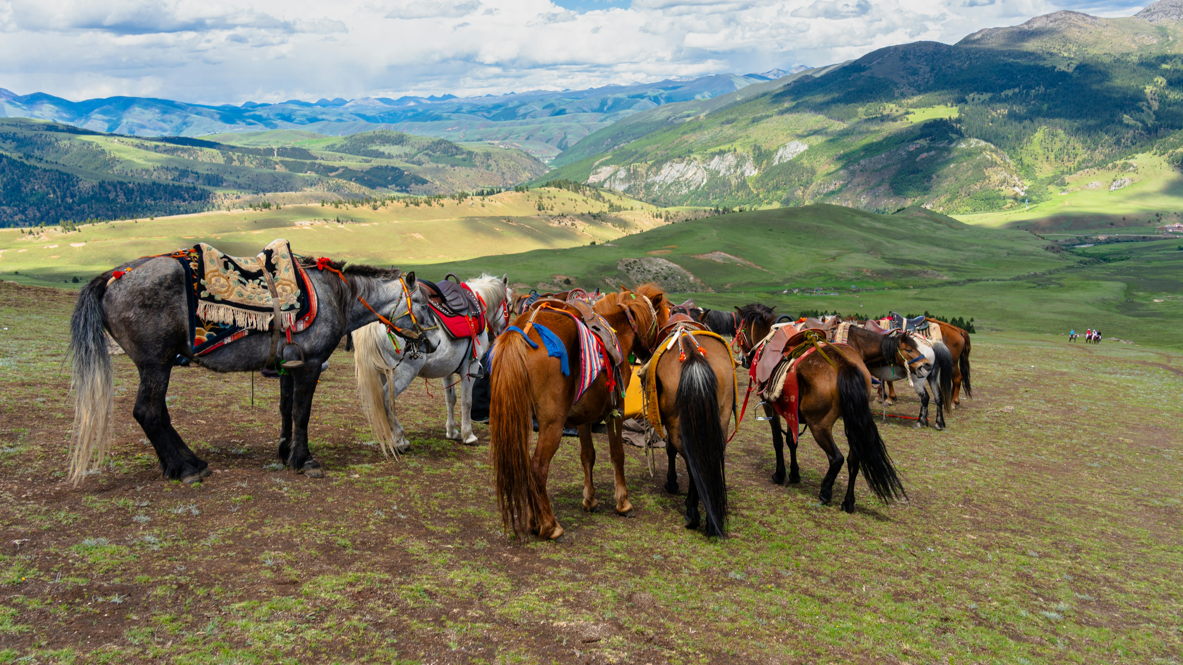 Herd at Distant Knoll: A Line of saddled horses Resting Amid Rolling Hills