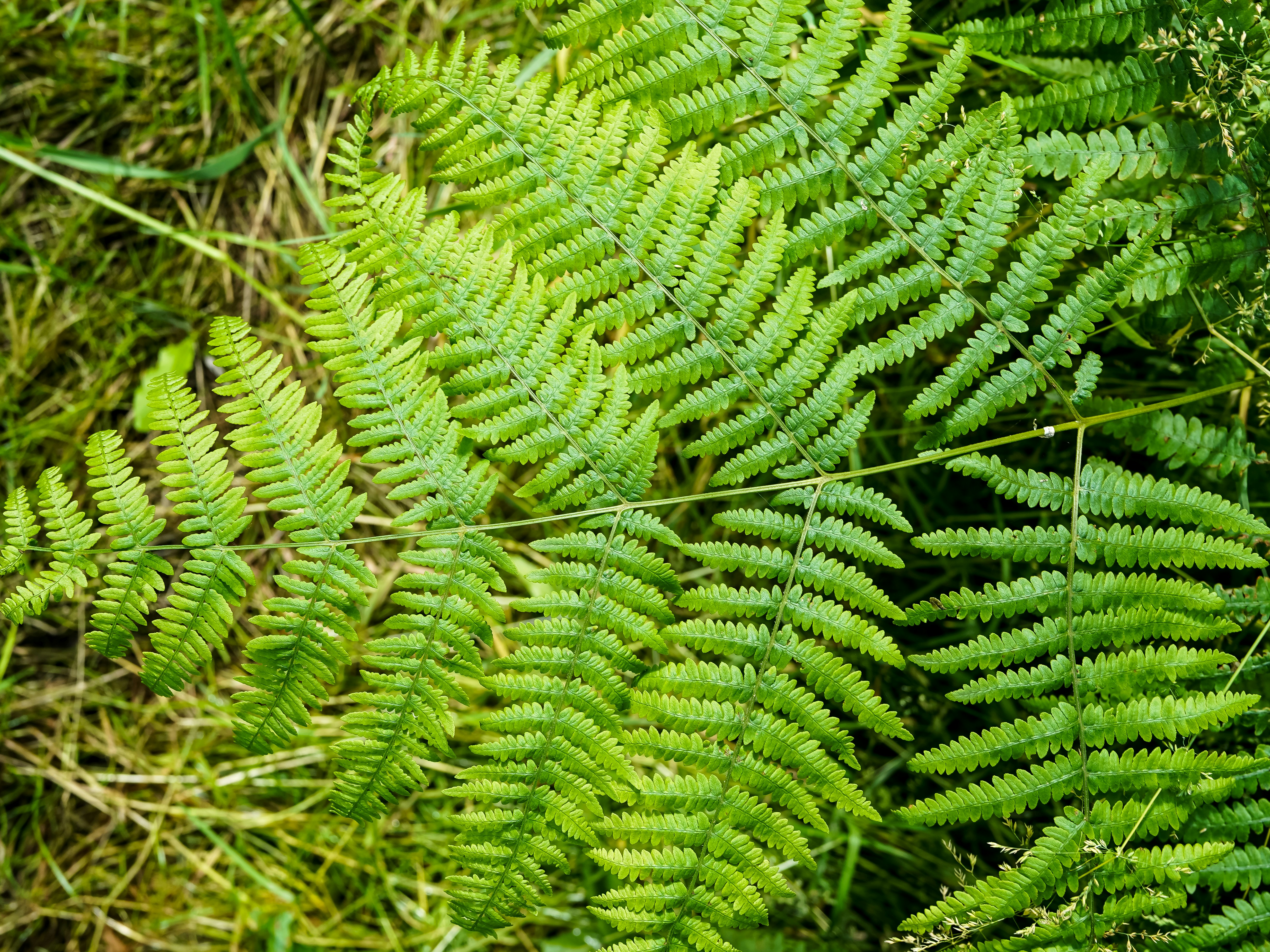 Emerald Fronds: A Close-Up of Fern Details in a Dappled Woodland