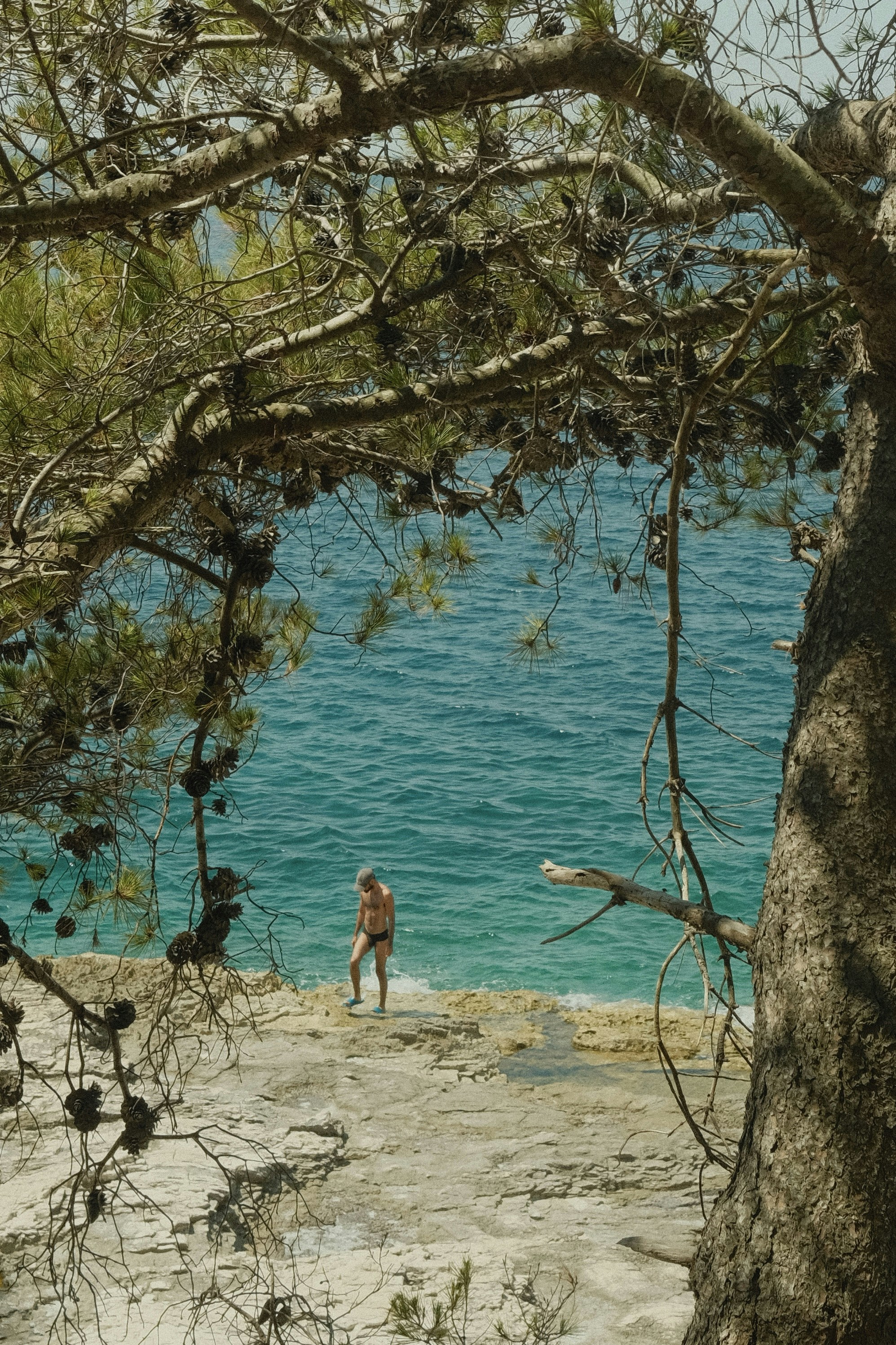 Hidden Cove: A lone swimmer framed by coastal pines and turquoise water