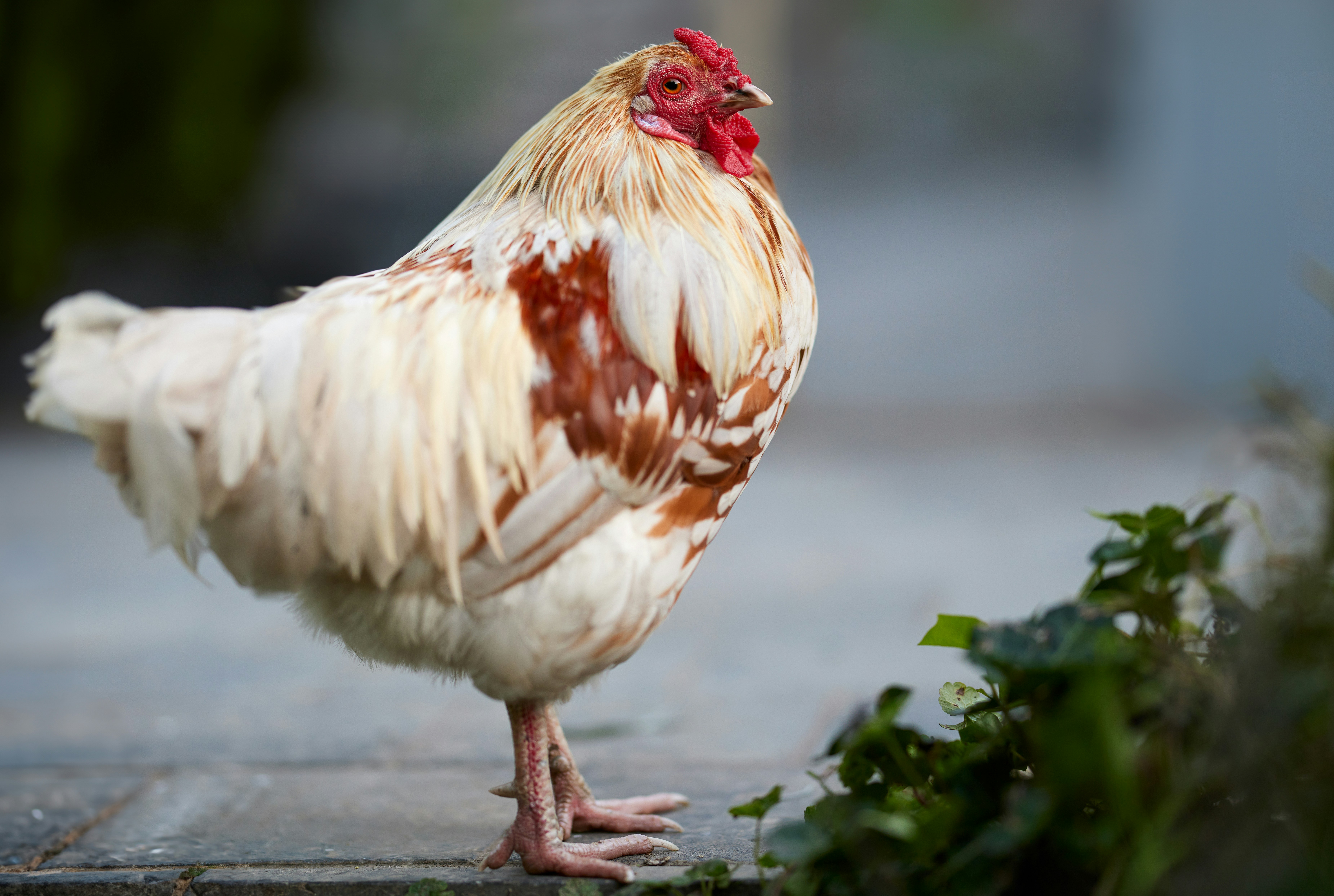Red-roosted Stare: A Coarse-Feathered Clucker on a Concrete Runway