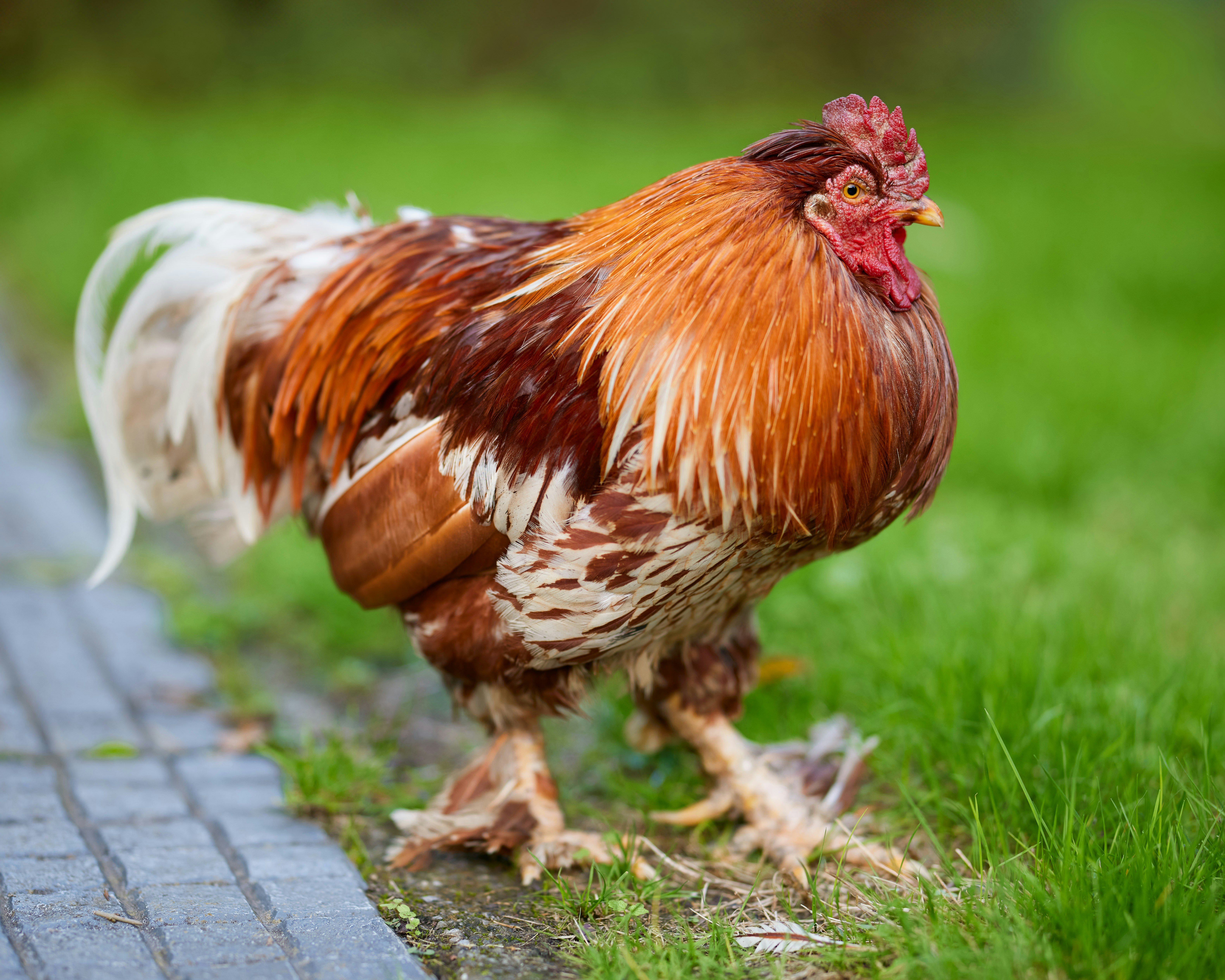 Sunlit Rooster on a Path: Portrait of Feathers and Fervor