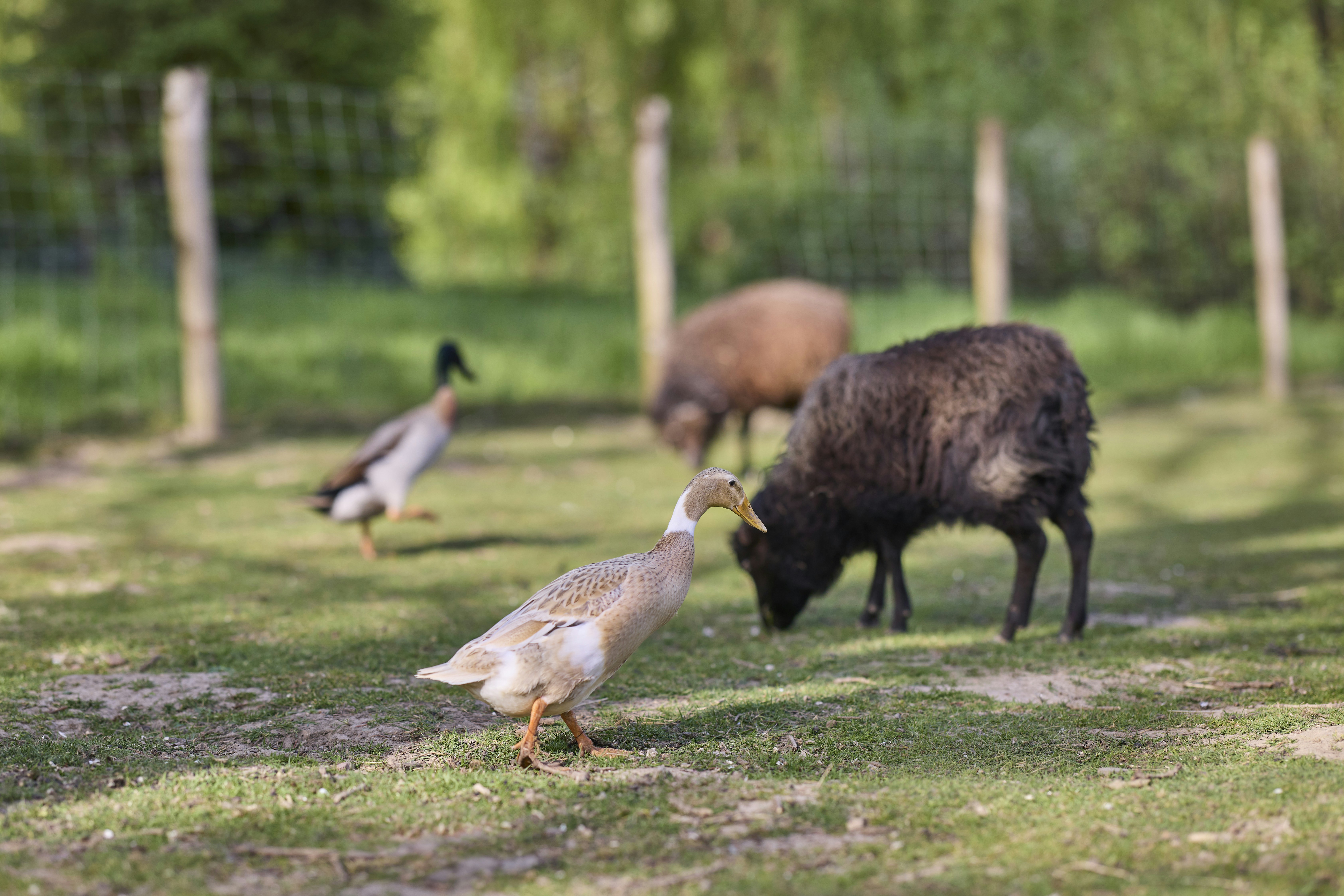 Grazing Ensemble: A Pale Goose Leads the Quiet Parade