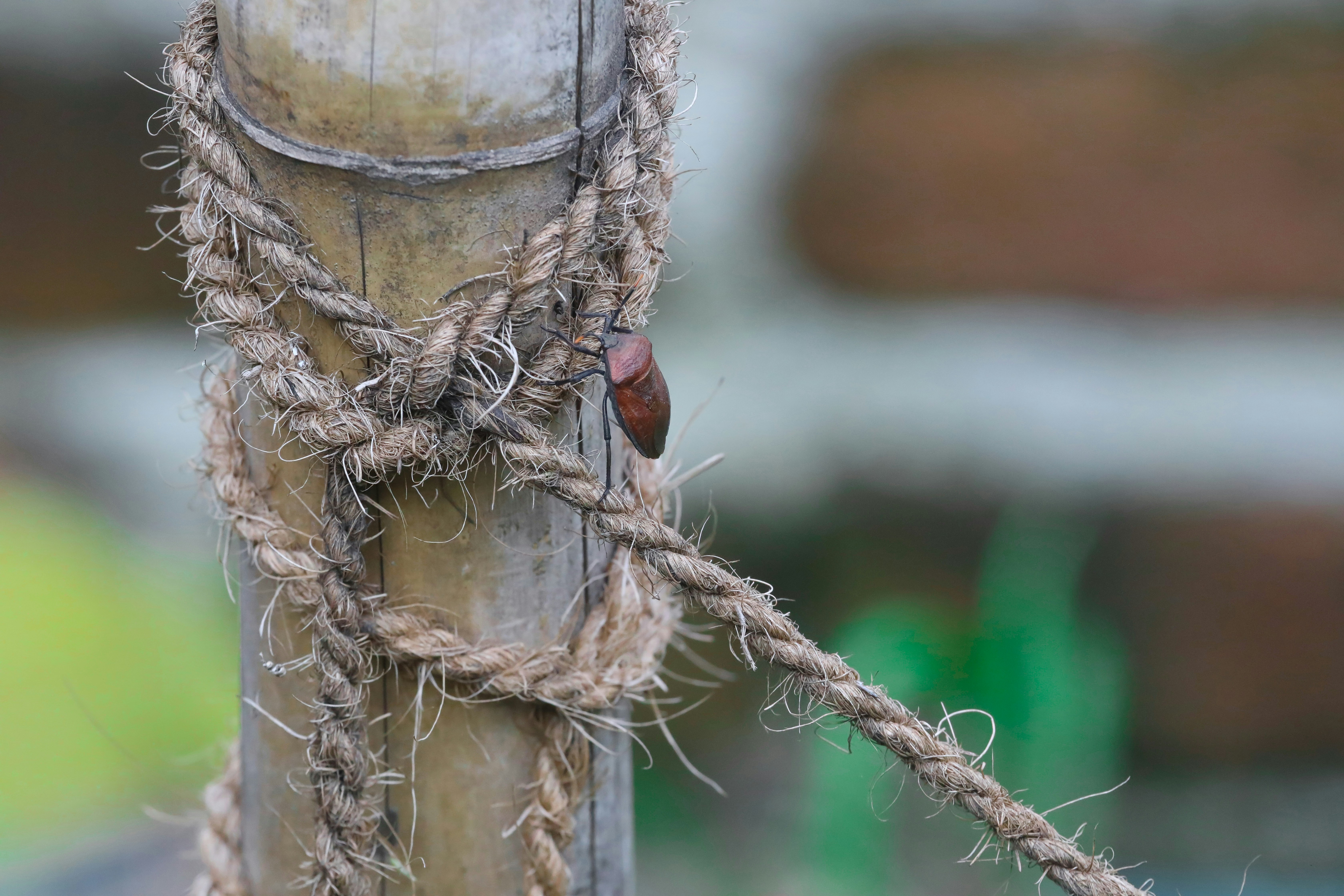 Rope and Post: Weathered Anchor in a Quiet Scene