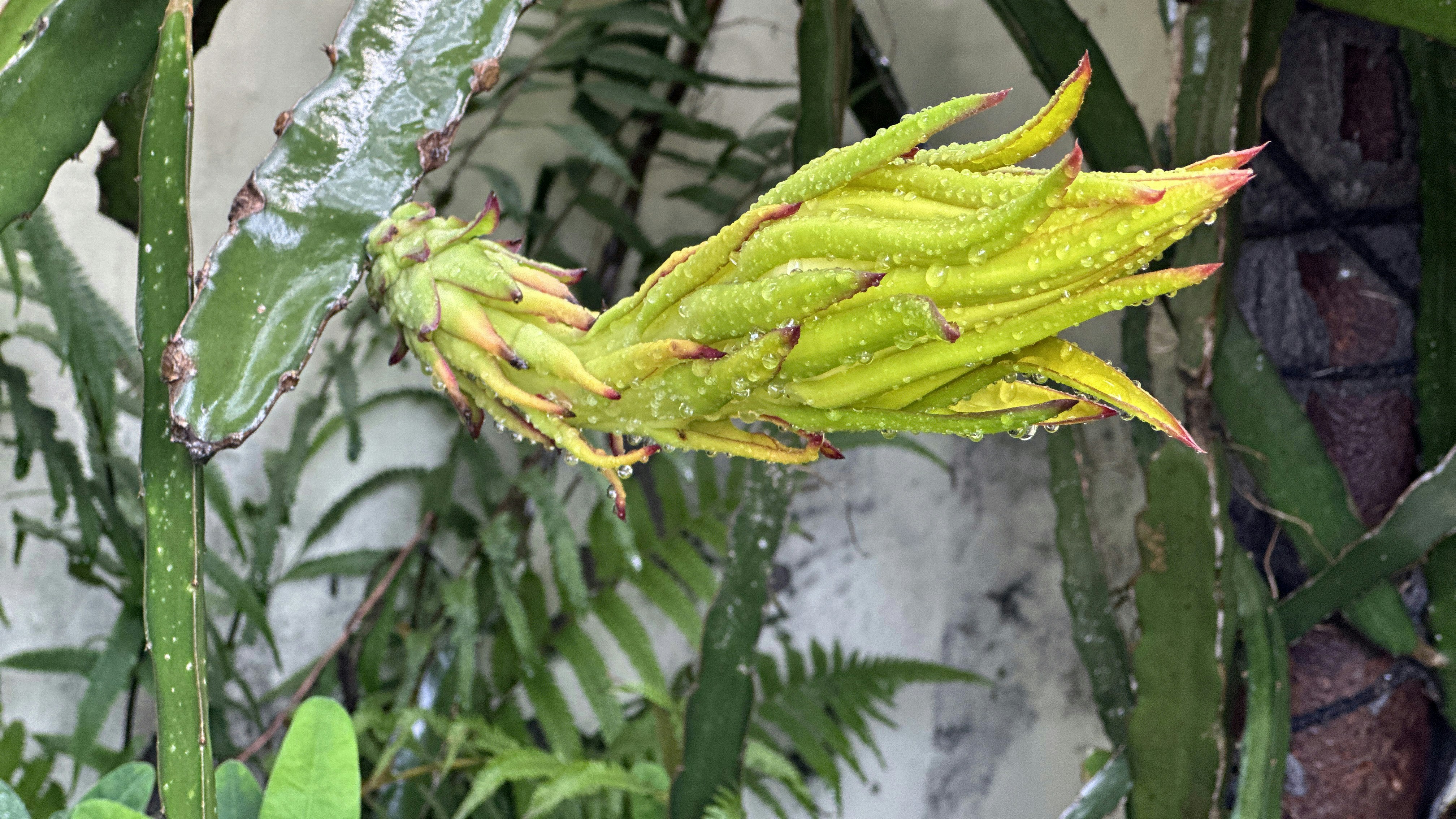 Dragon Fruit-like Buds Against Tropical Foliage