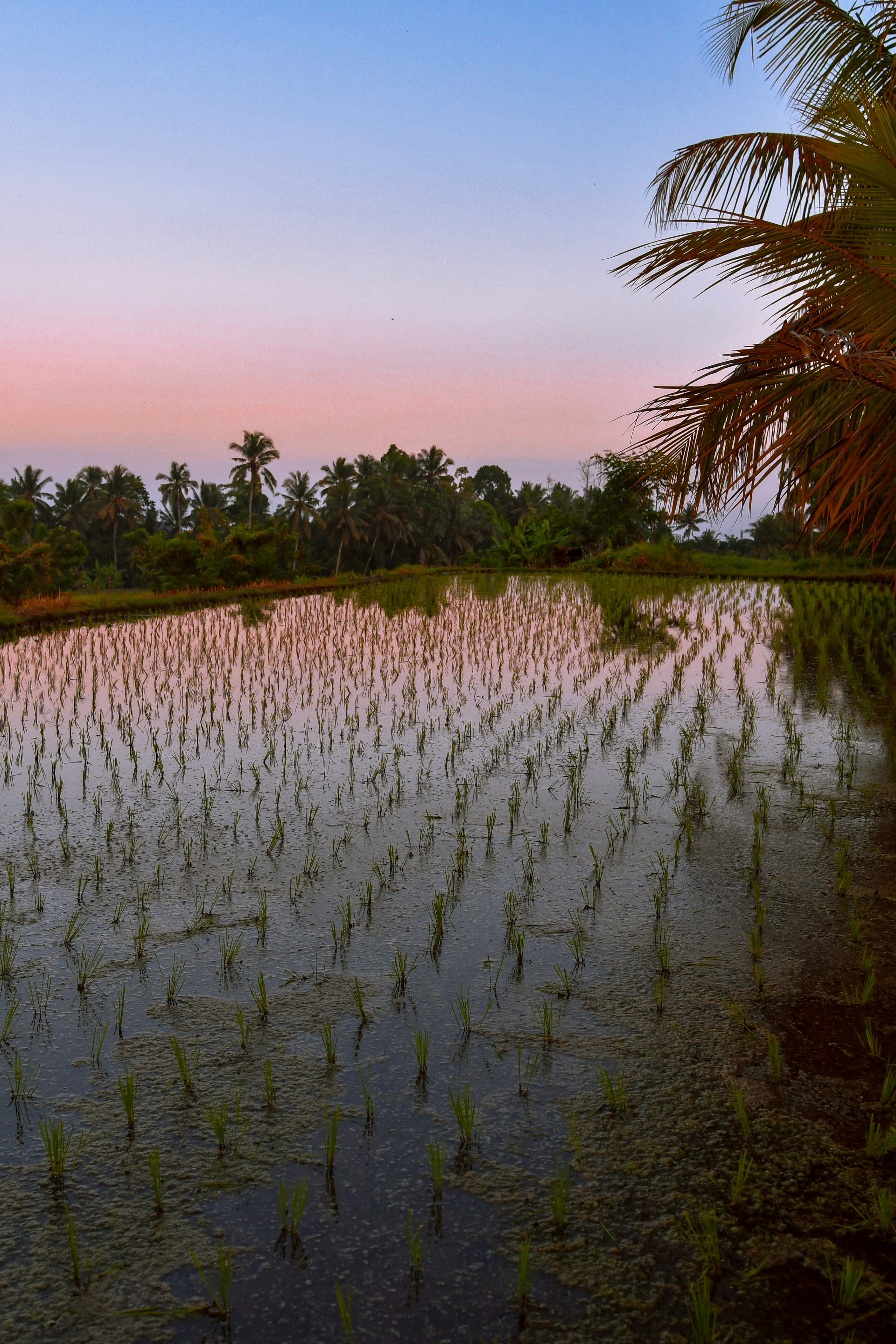Rice Field at Dusk: Palm Silhouettes and Reflected Sky