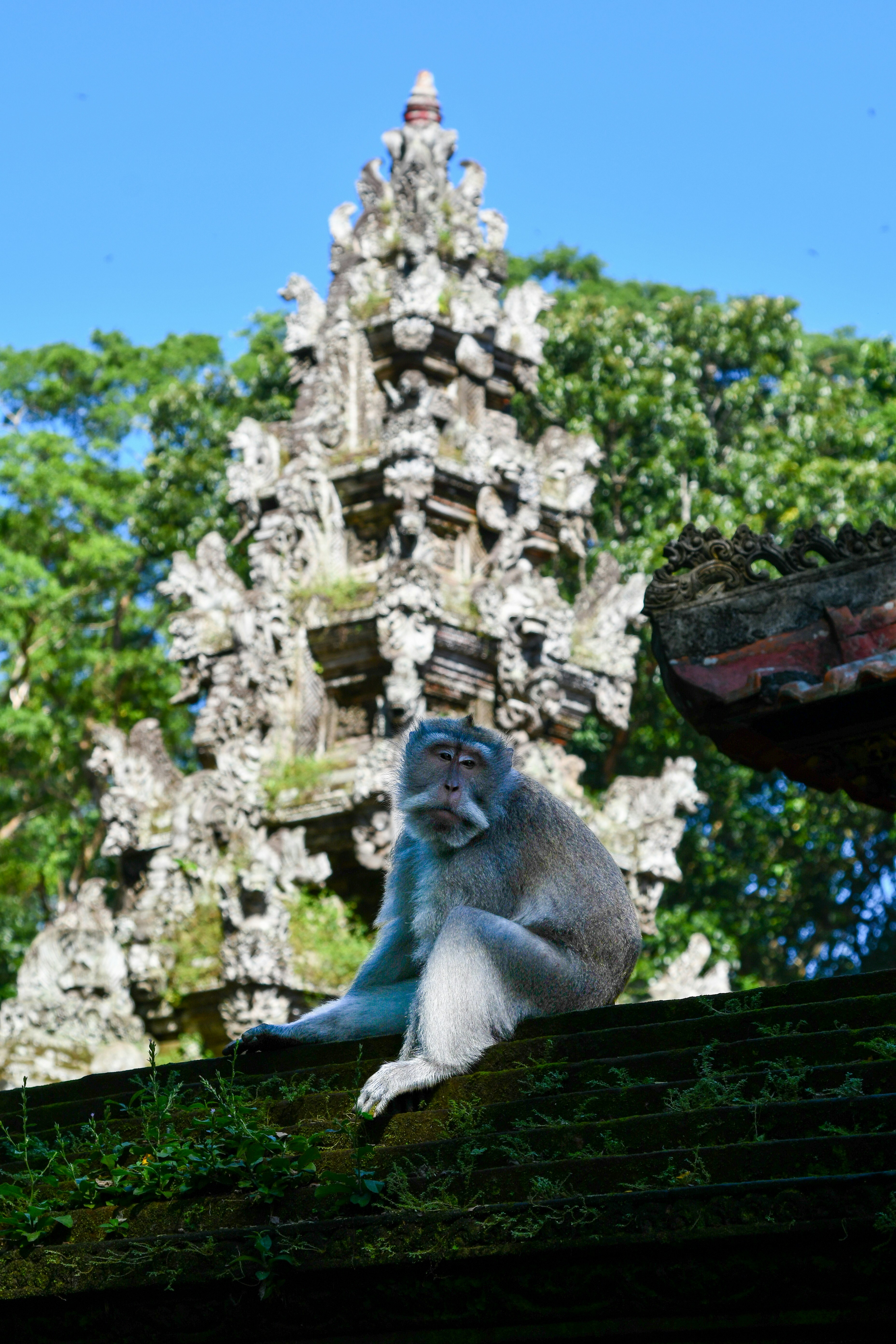 Capuchin Watcher on Ancient Roofline