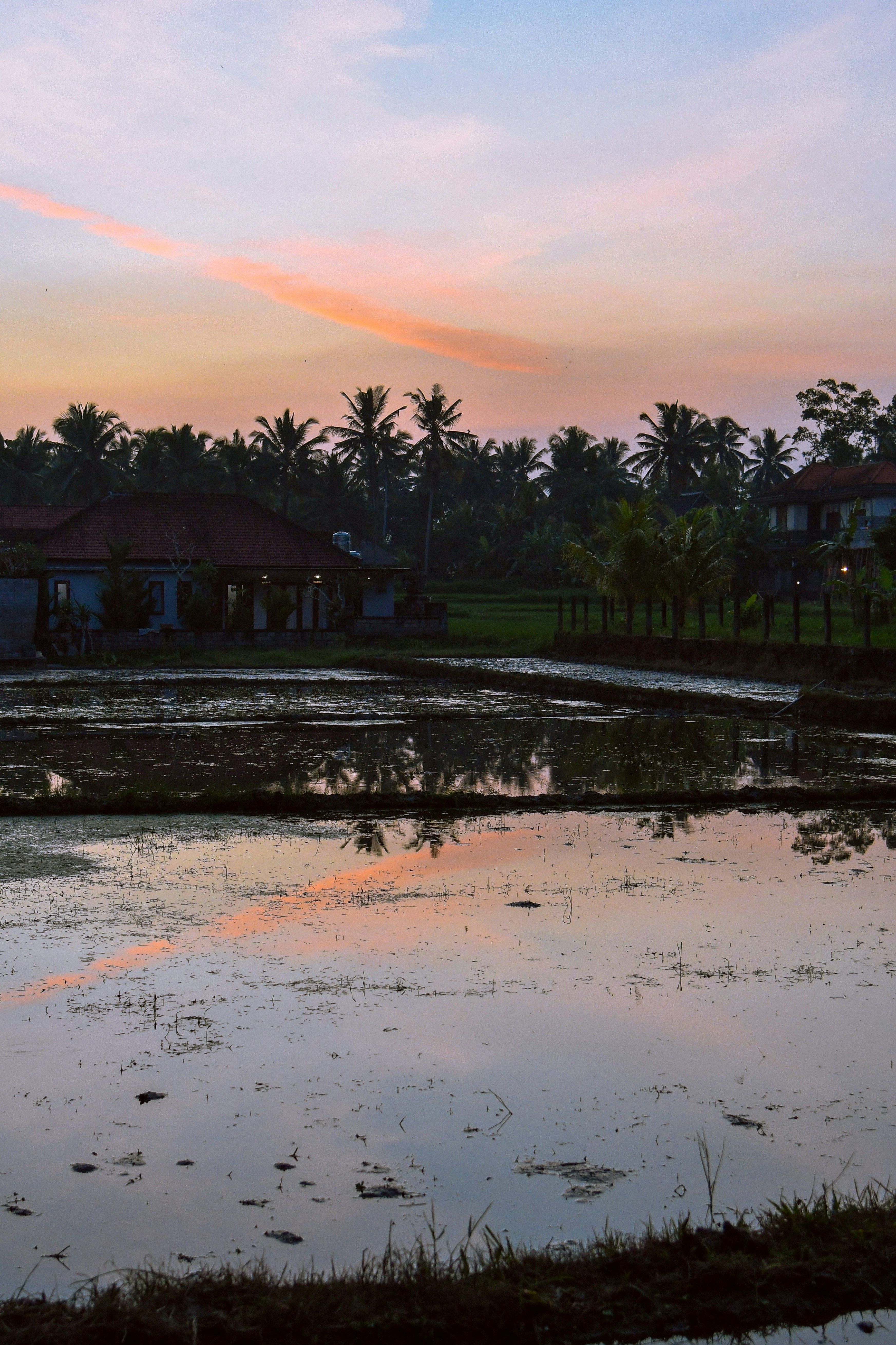 Twilight over rice paddies and palm silhouettes