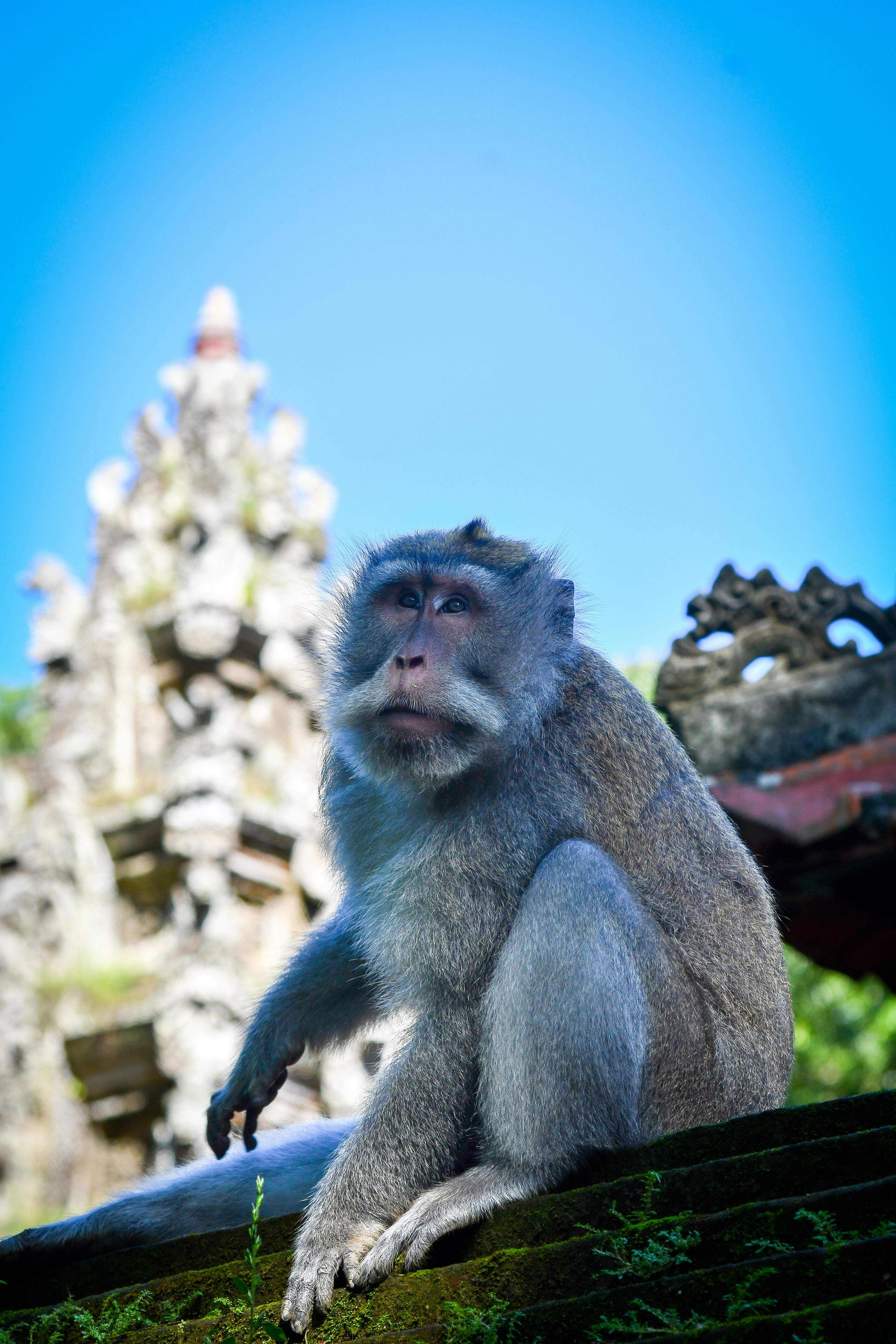 Monkeys perched on carved stone architecture under a bright blue sky with detailed fur and expressive face.