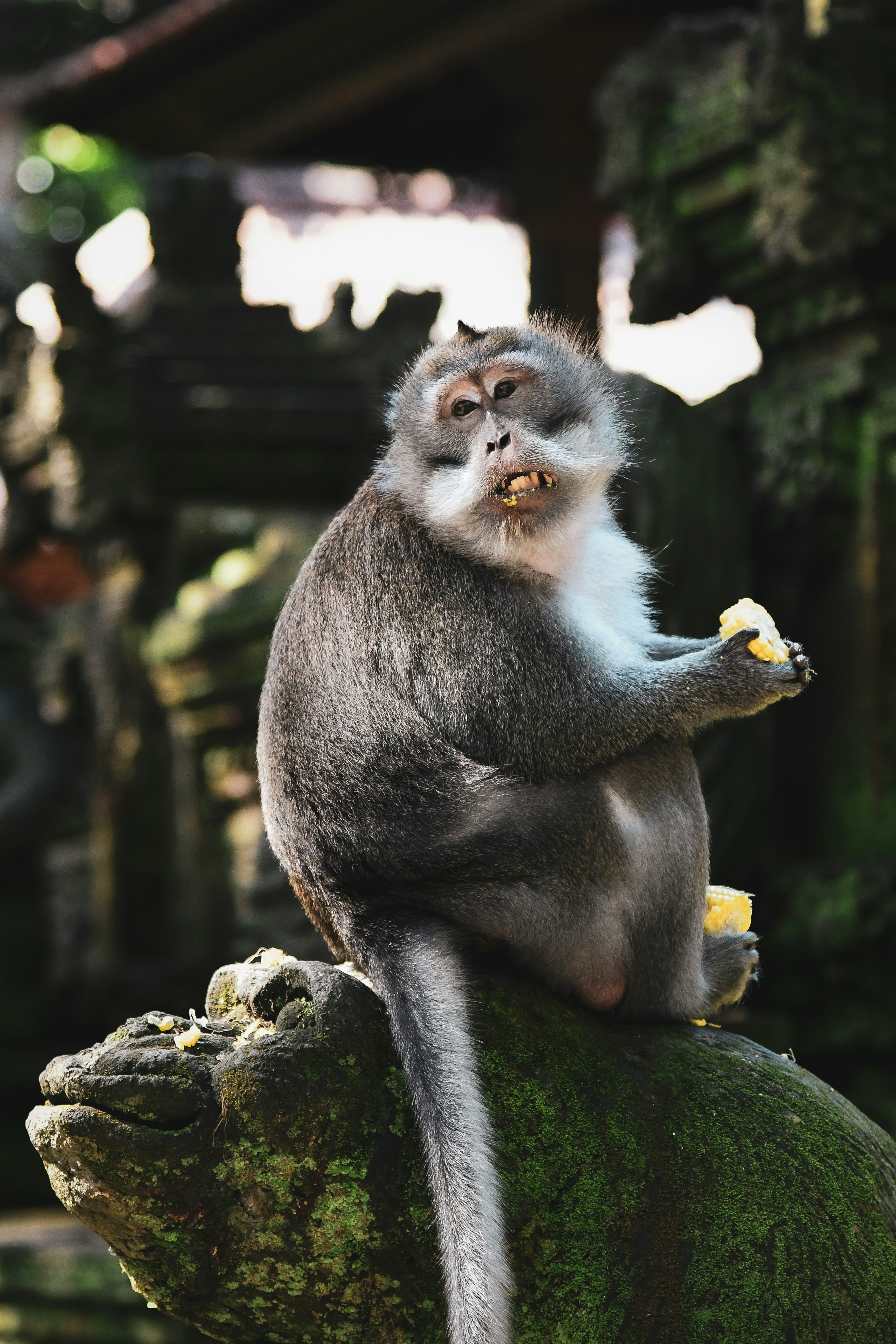 Curious Mirth: A macaque savoring a snack in dappled light