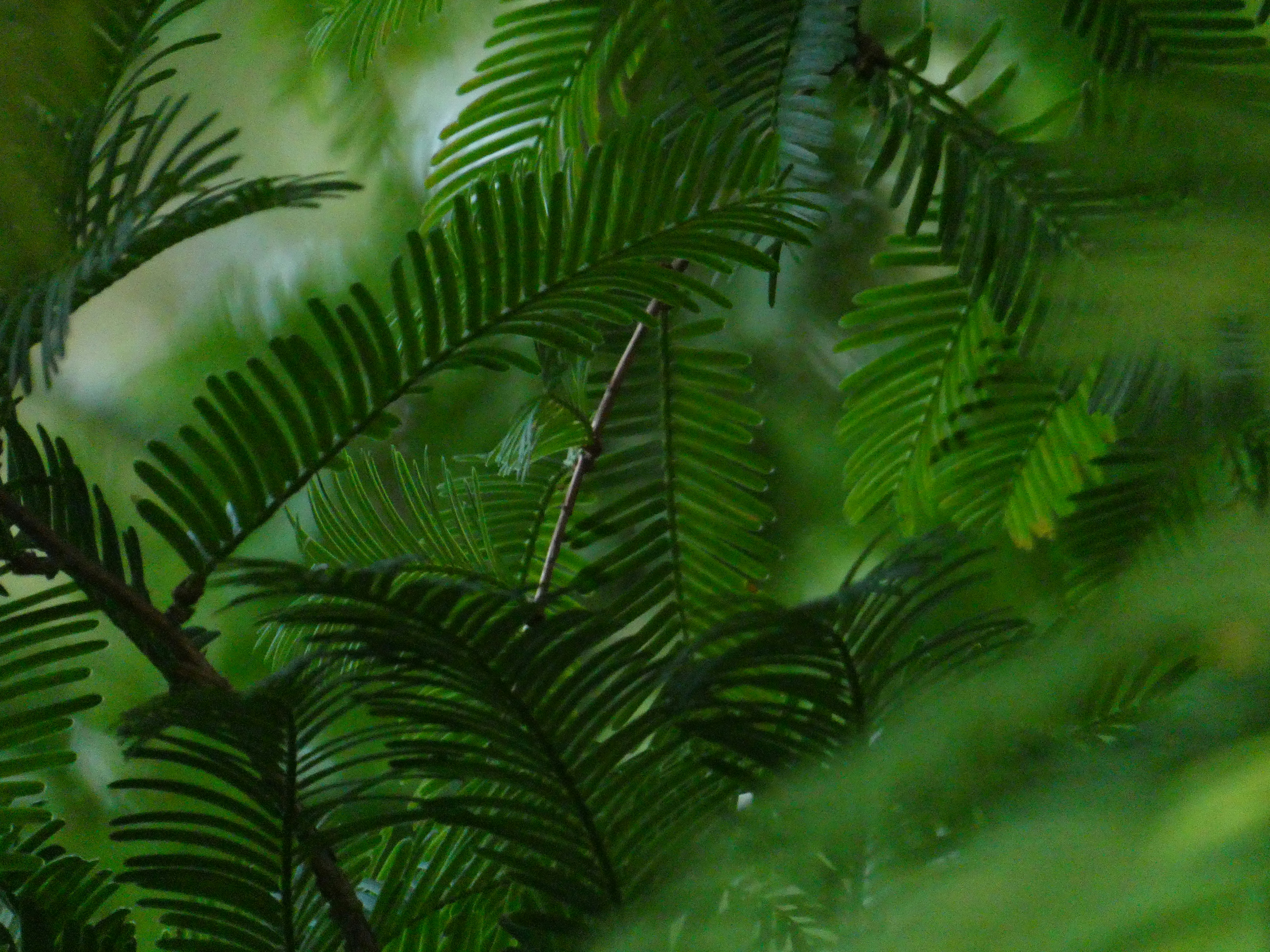 Emerald Fronds: Sunlit Leaves Filtering Through Tropical Canopy