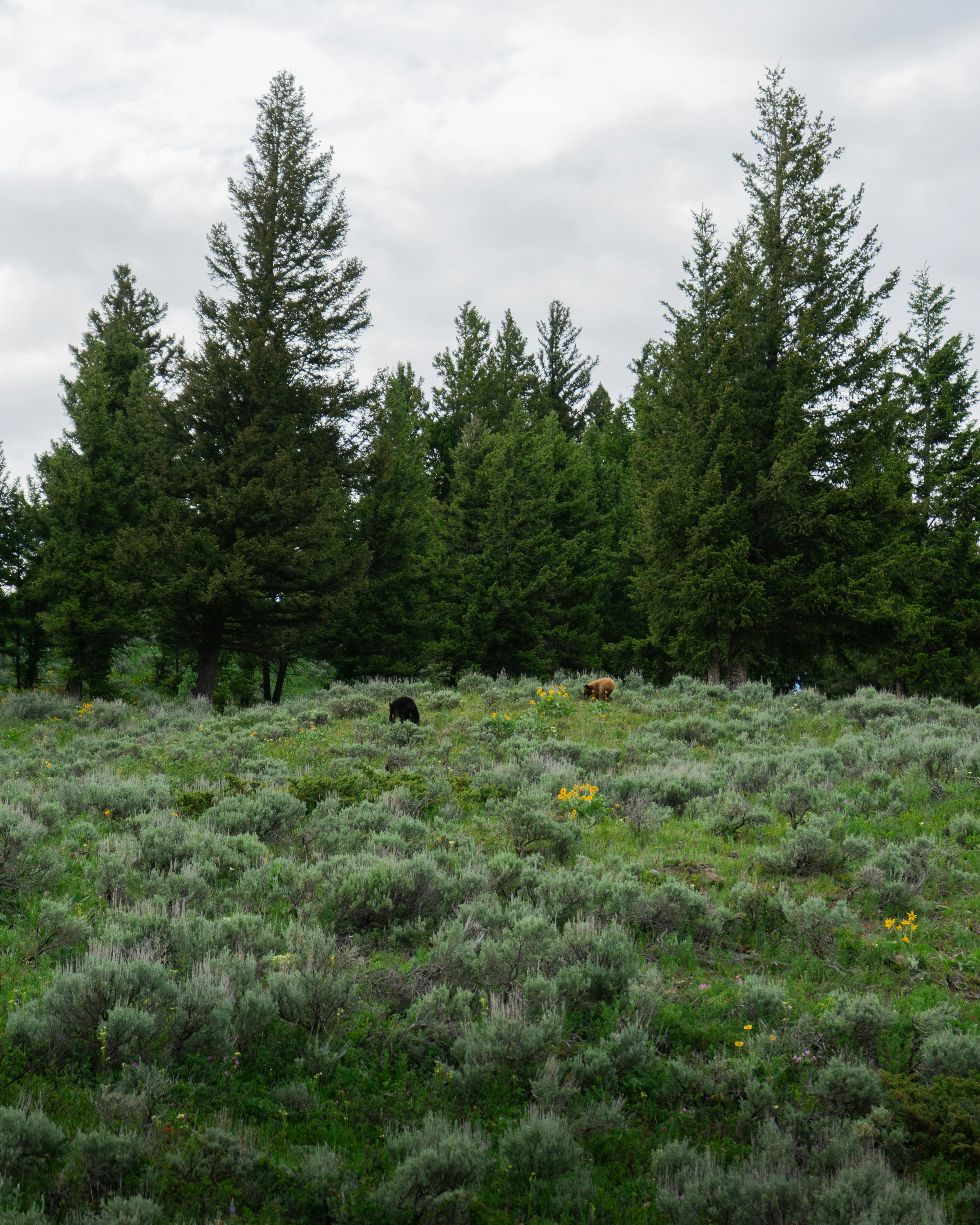 Cattle in a sagebrush meadow beneath tall pines