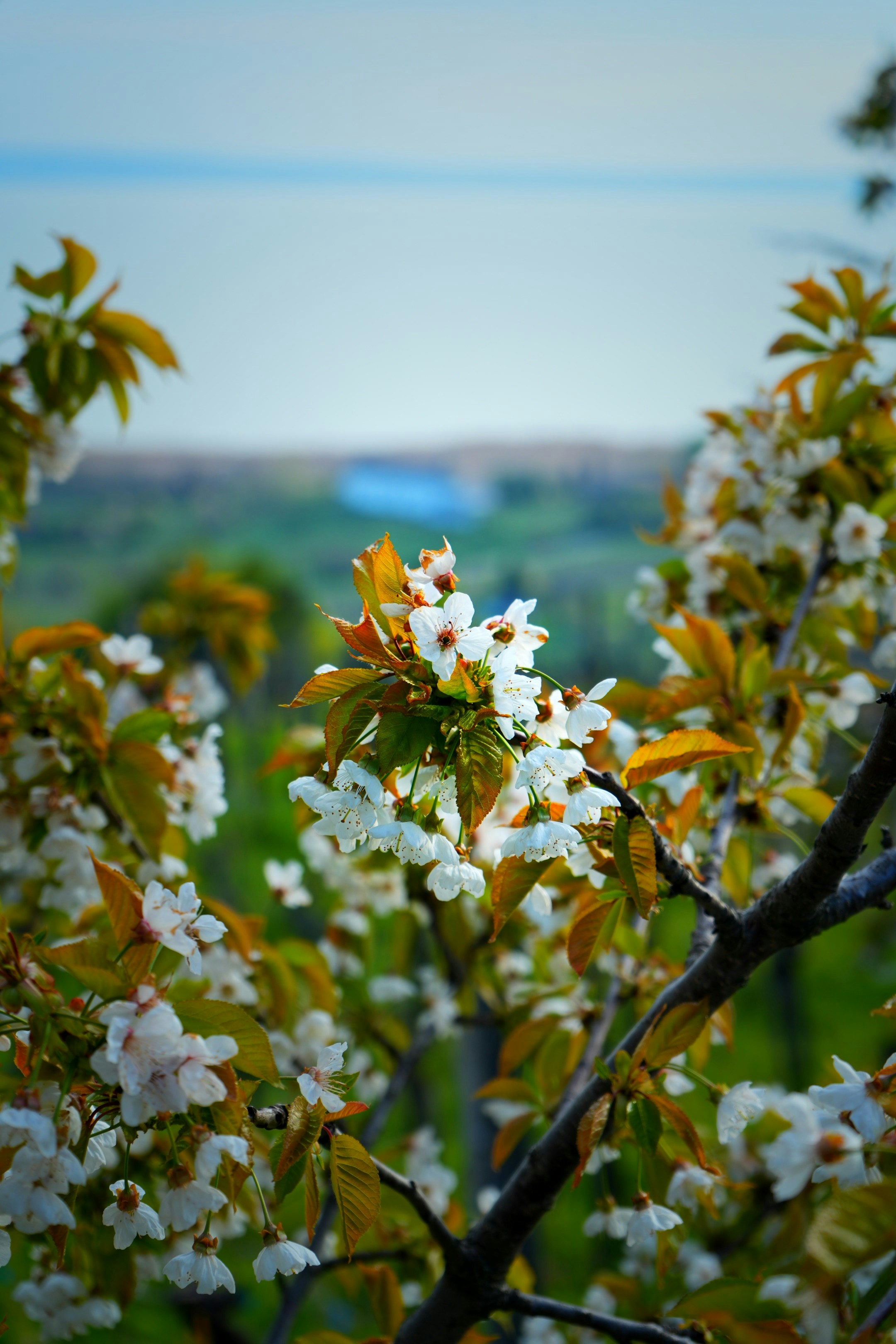 Blossoms in Focus: White Flowers Framing a Scenic Orchard