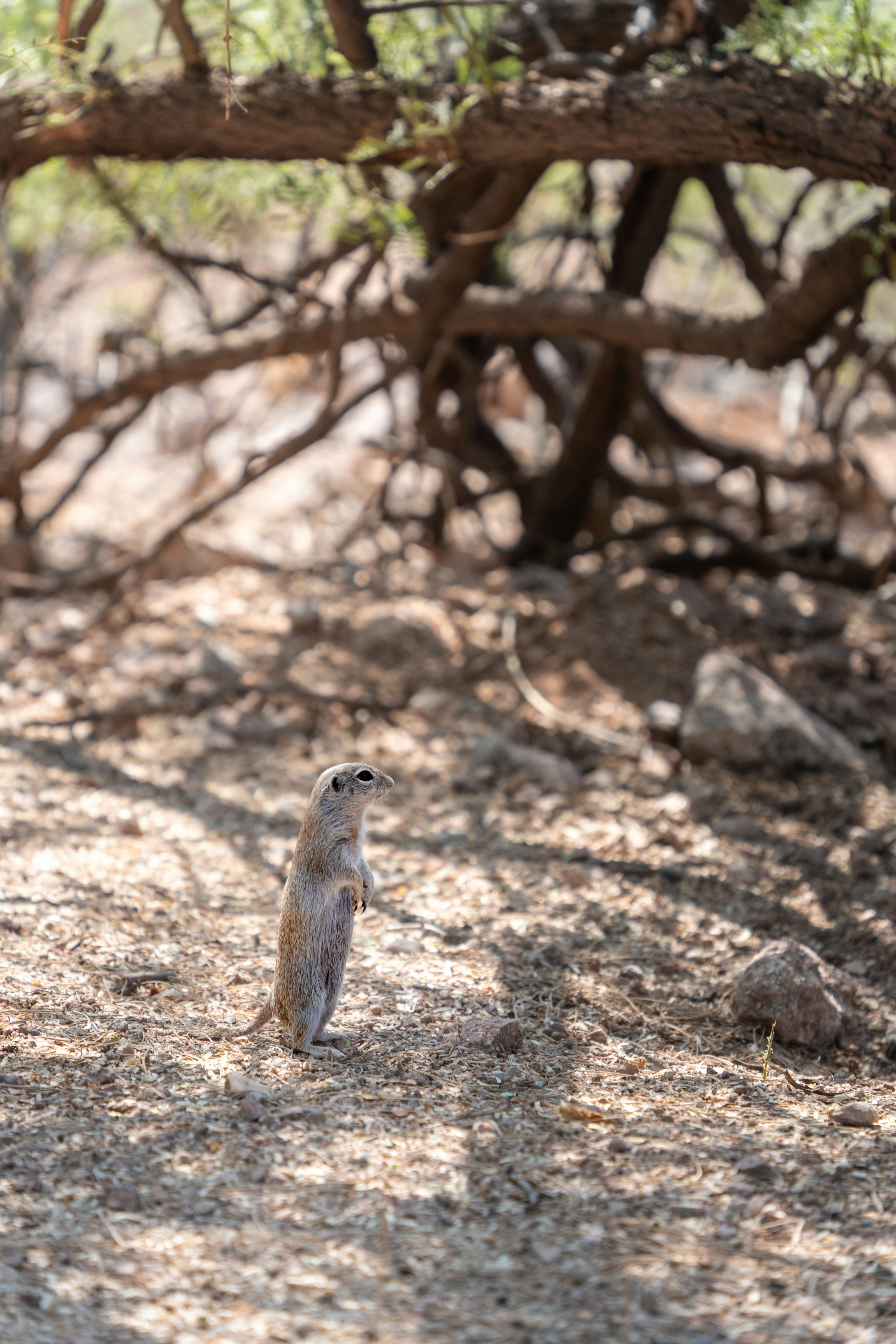  vigilant ground squirrel under sunlit branches