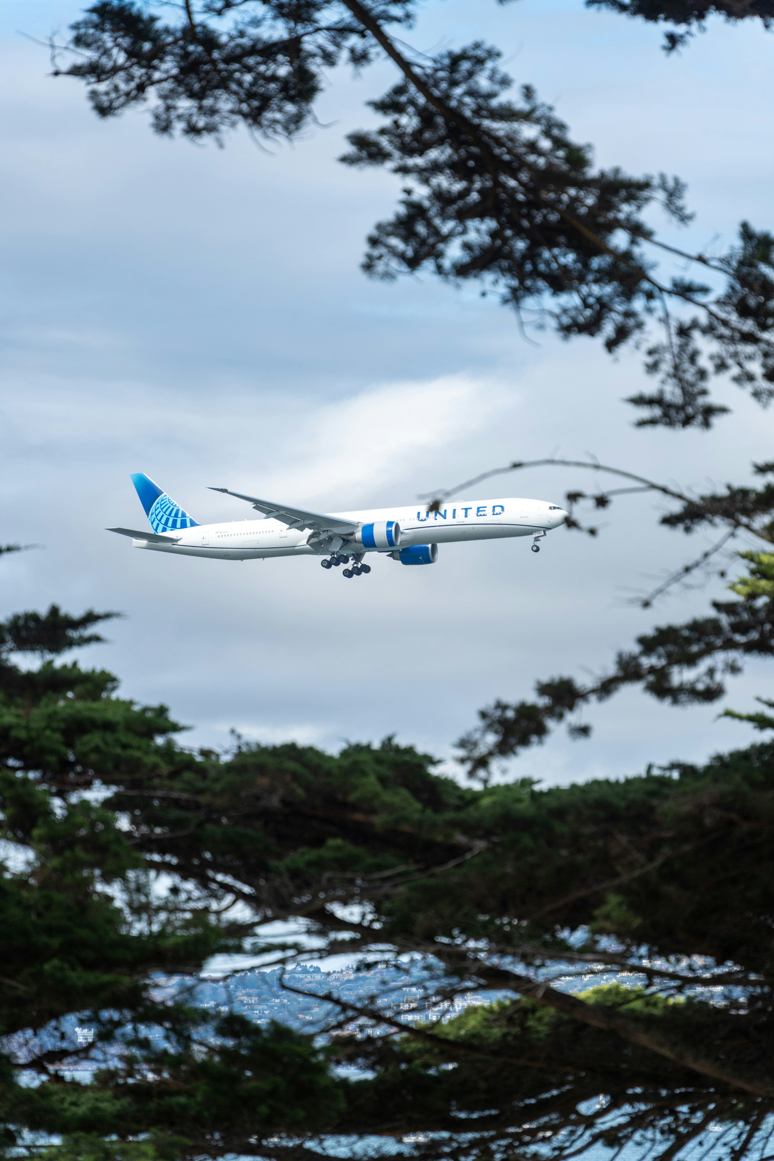 United Airlines Dreamliner Quiet Descent Through Pine Fronds
