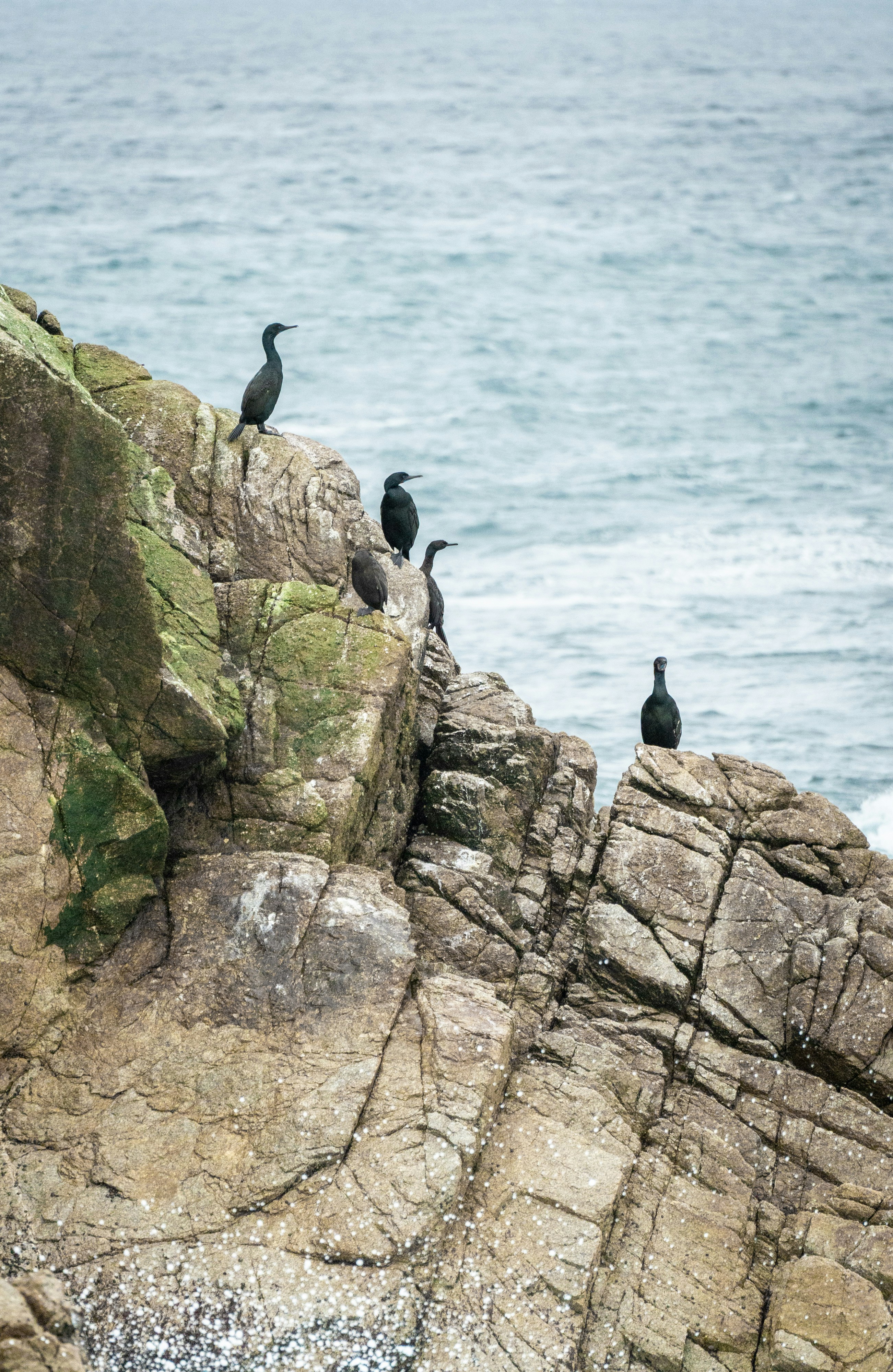 Black bird watchers on rugged sea cliff