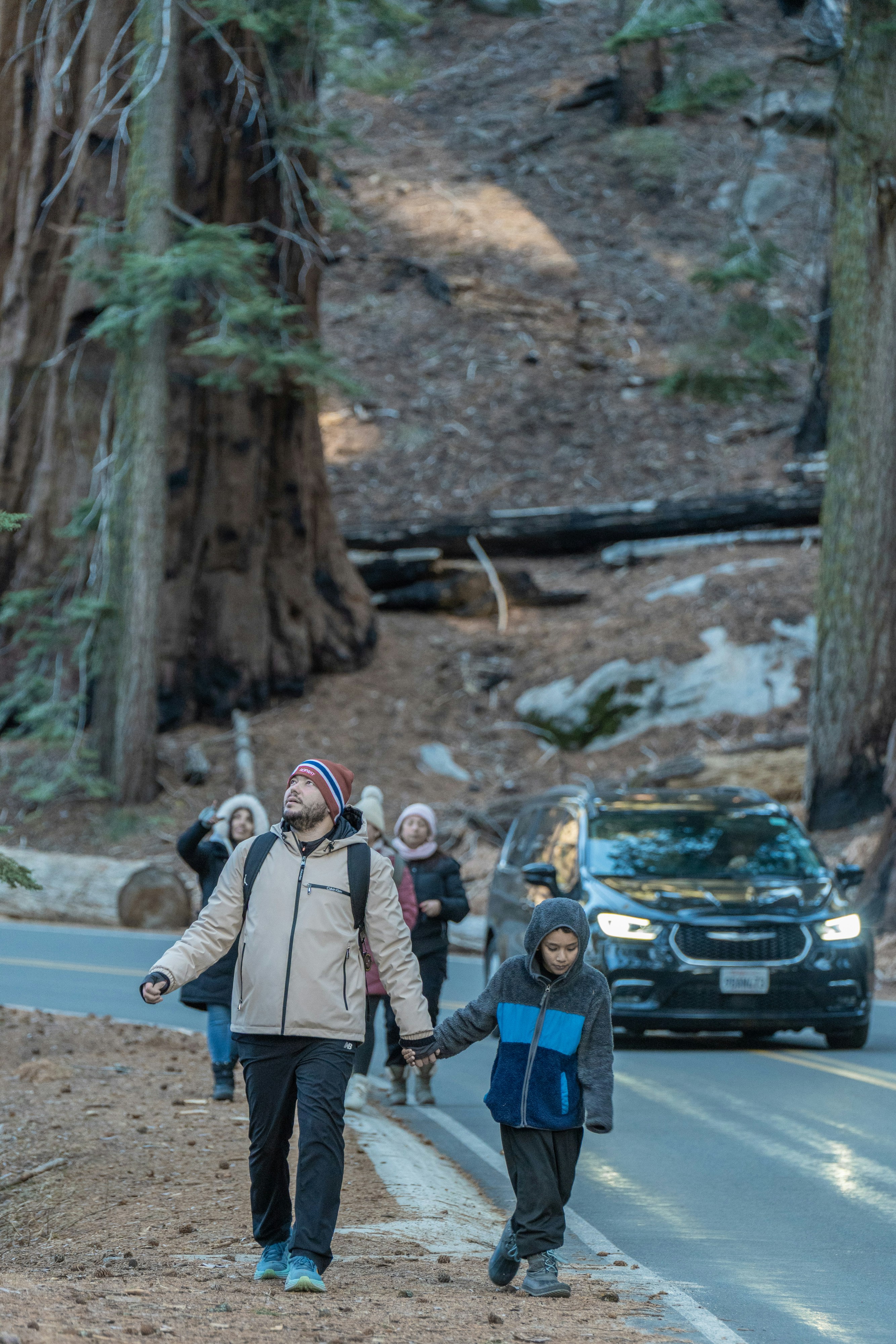 Crossing the Road in the Redwoods