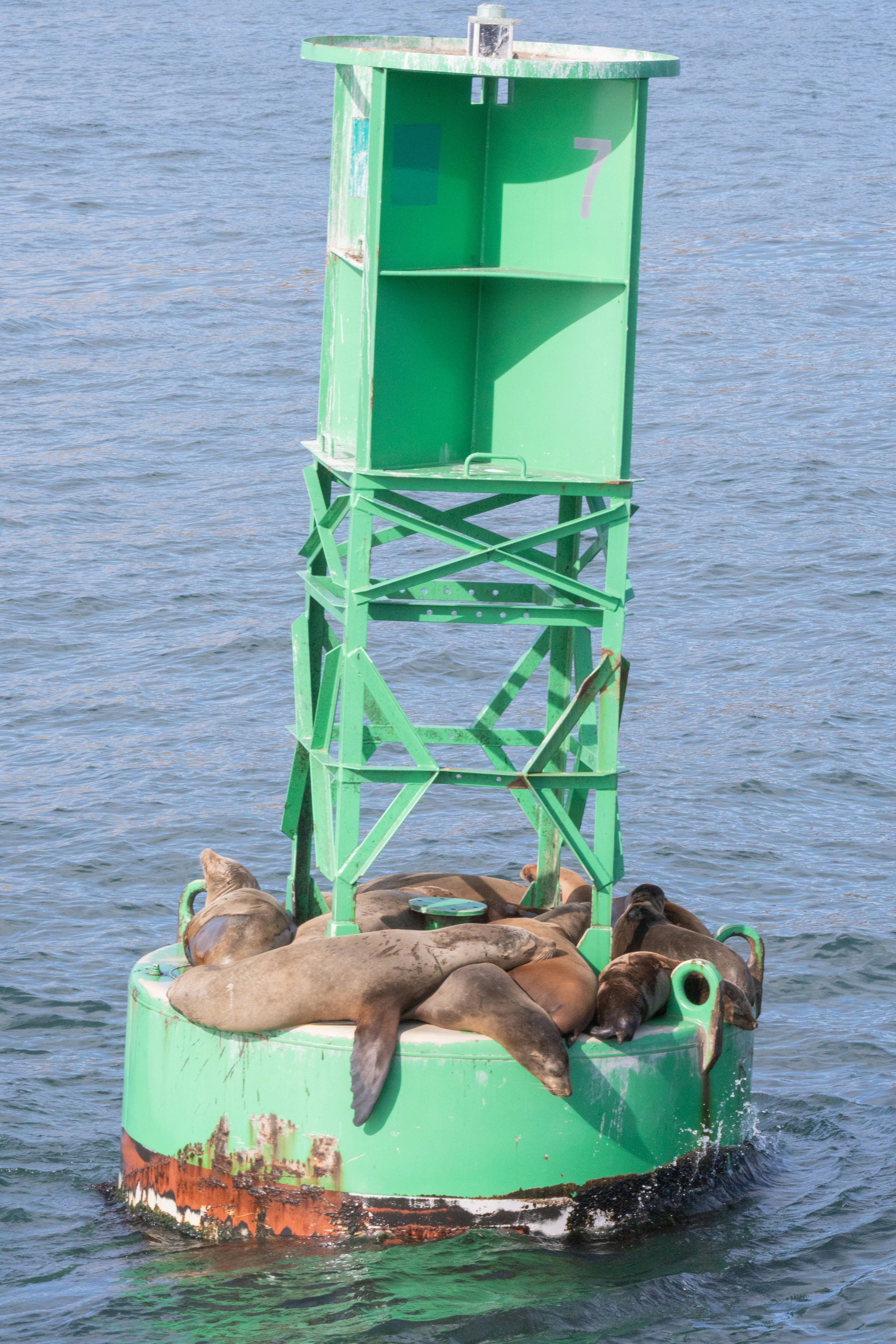 Green buoy with resting seals under a calm harbor sun