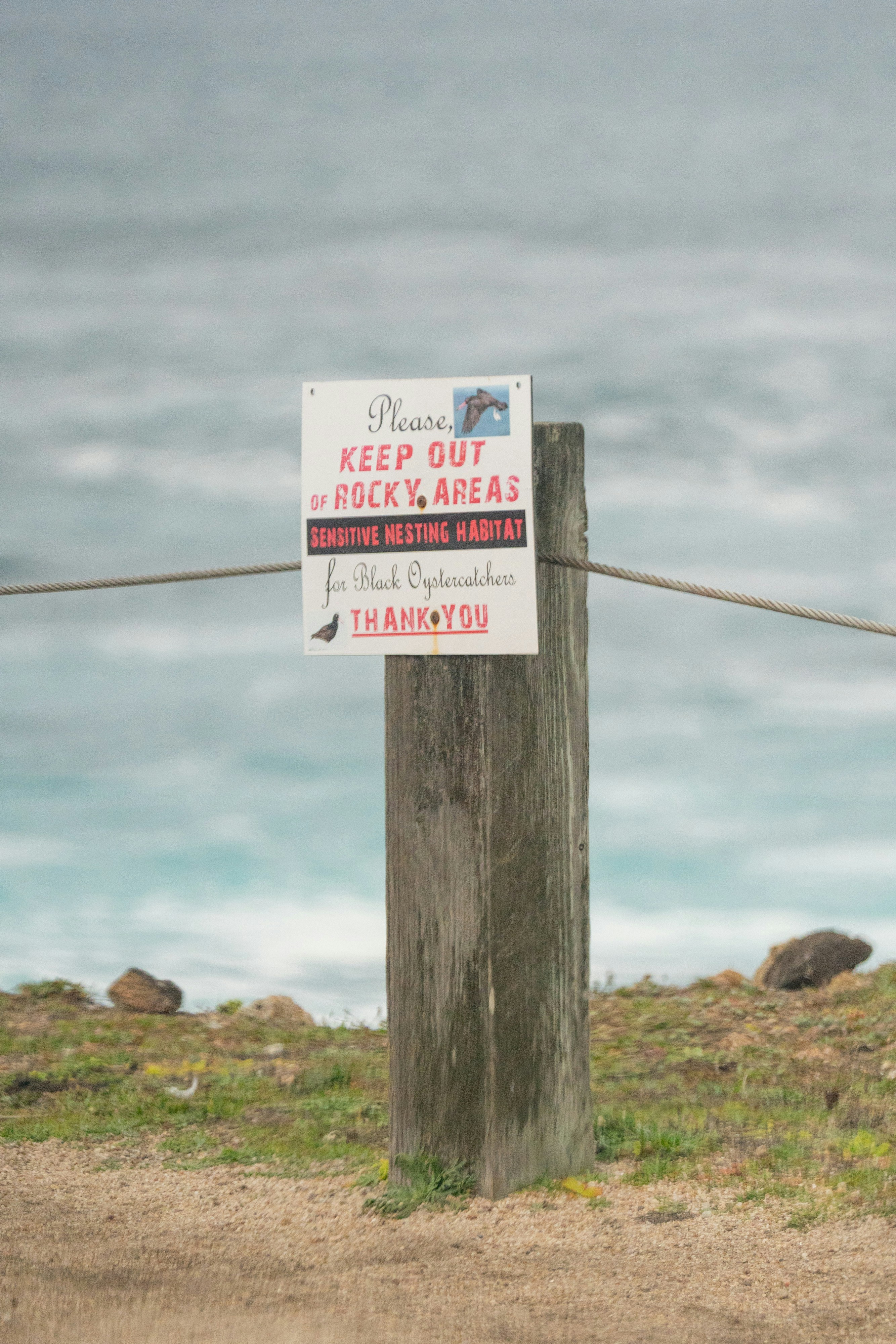 Signpost at the Cliff Edge: A Quiet Plea by the Shore