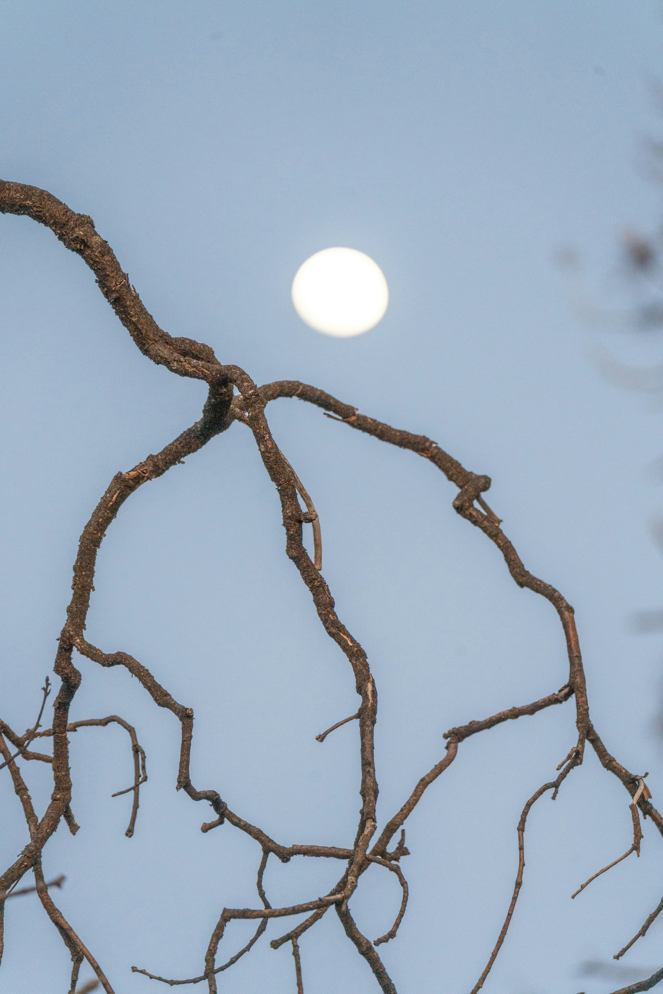 Moonlit Tangle: A Branch Network Reaches Toward the Sky