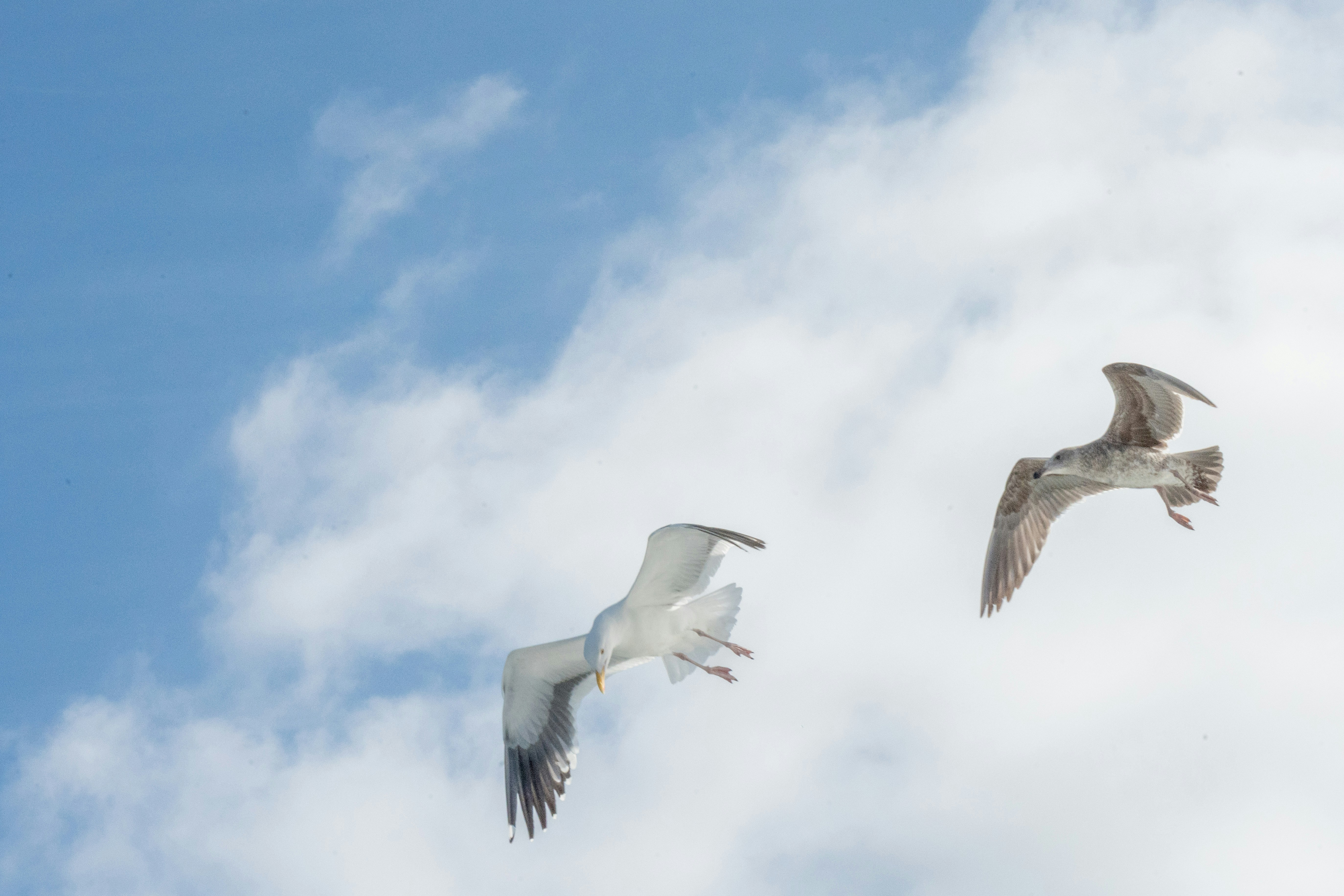 Two seagulls in a bright sky crossing paths