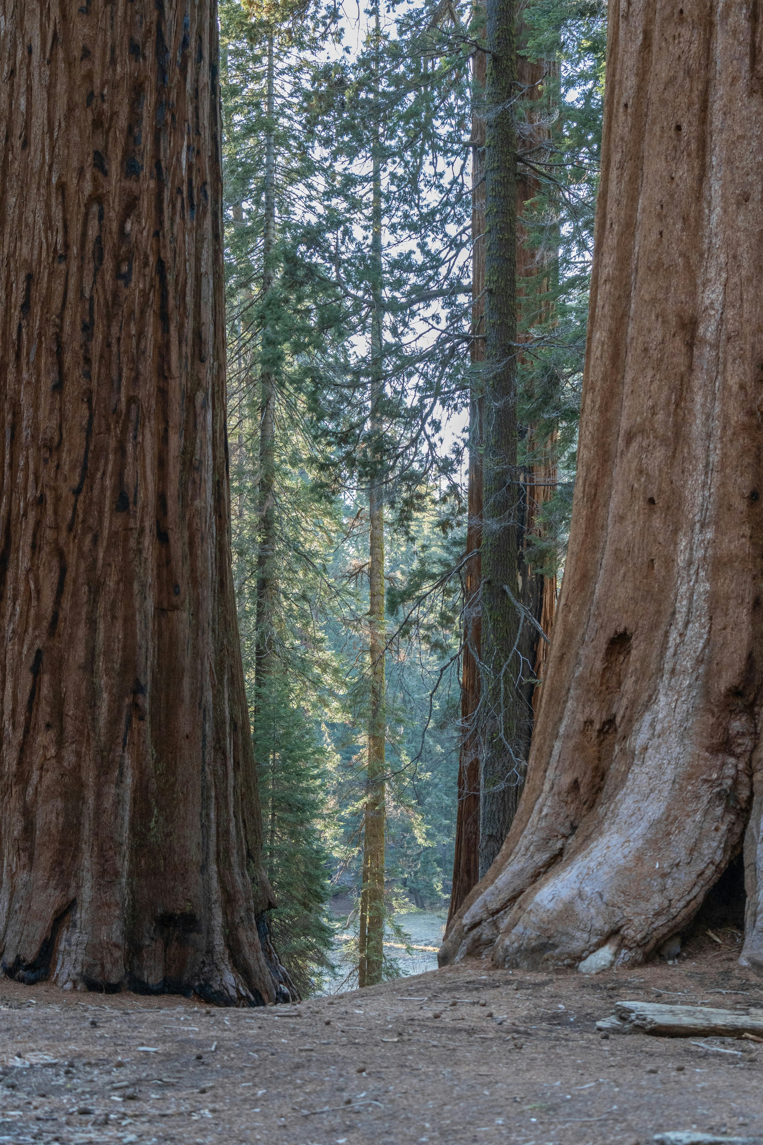 Ancient Giants Framed by Cedar Pines