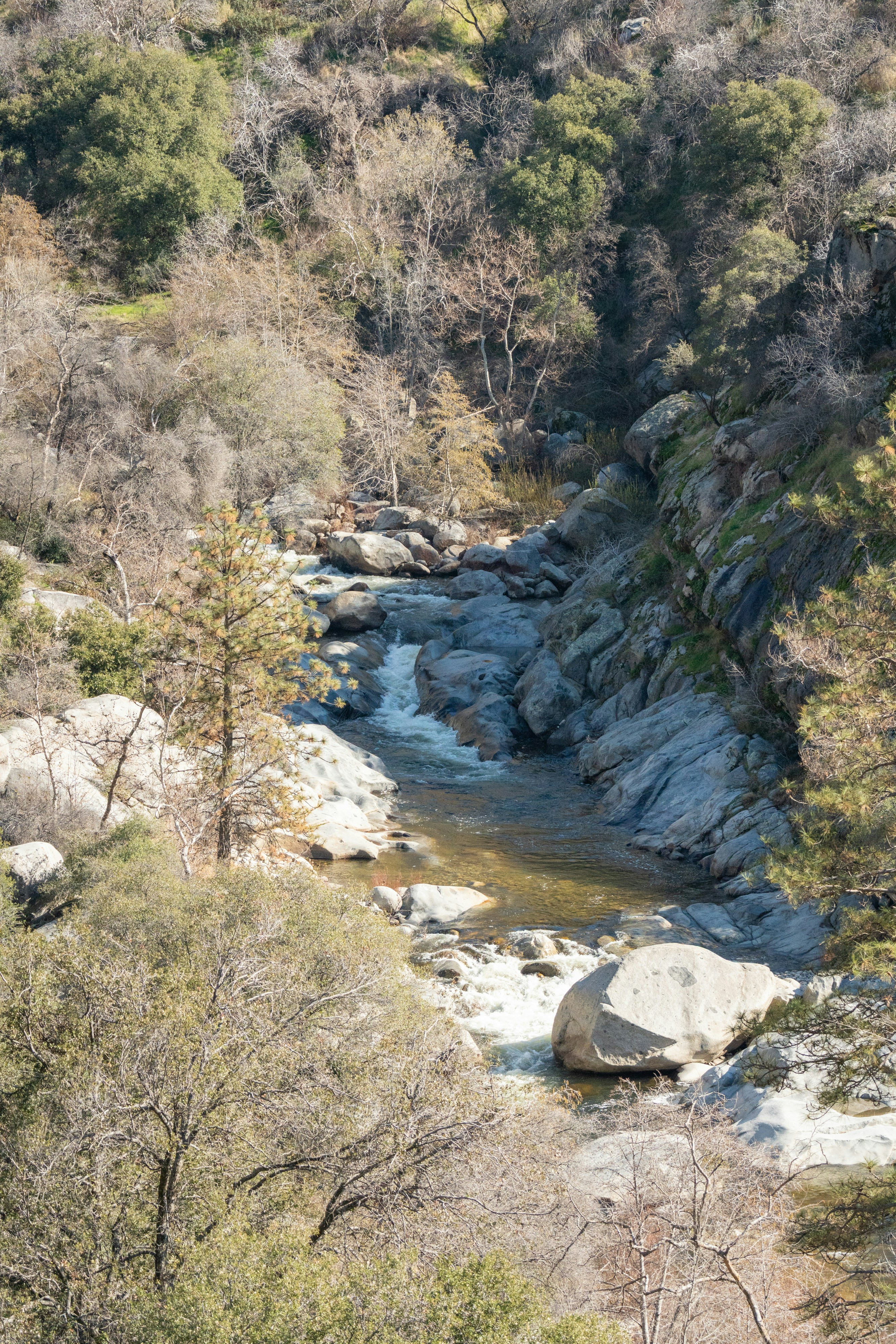 Rock-Strewn River Gorge Quietly Winding Through Autumn Pines