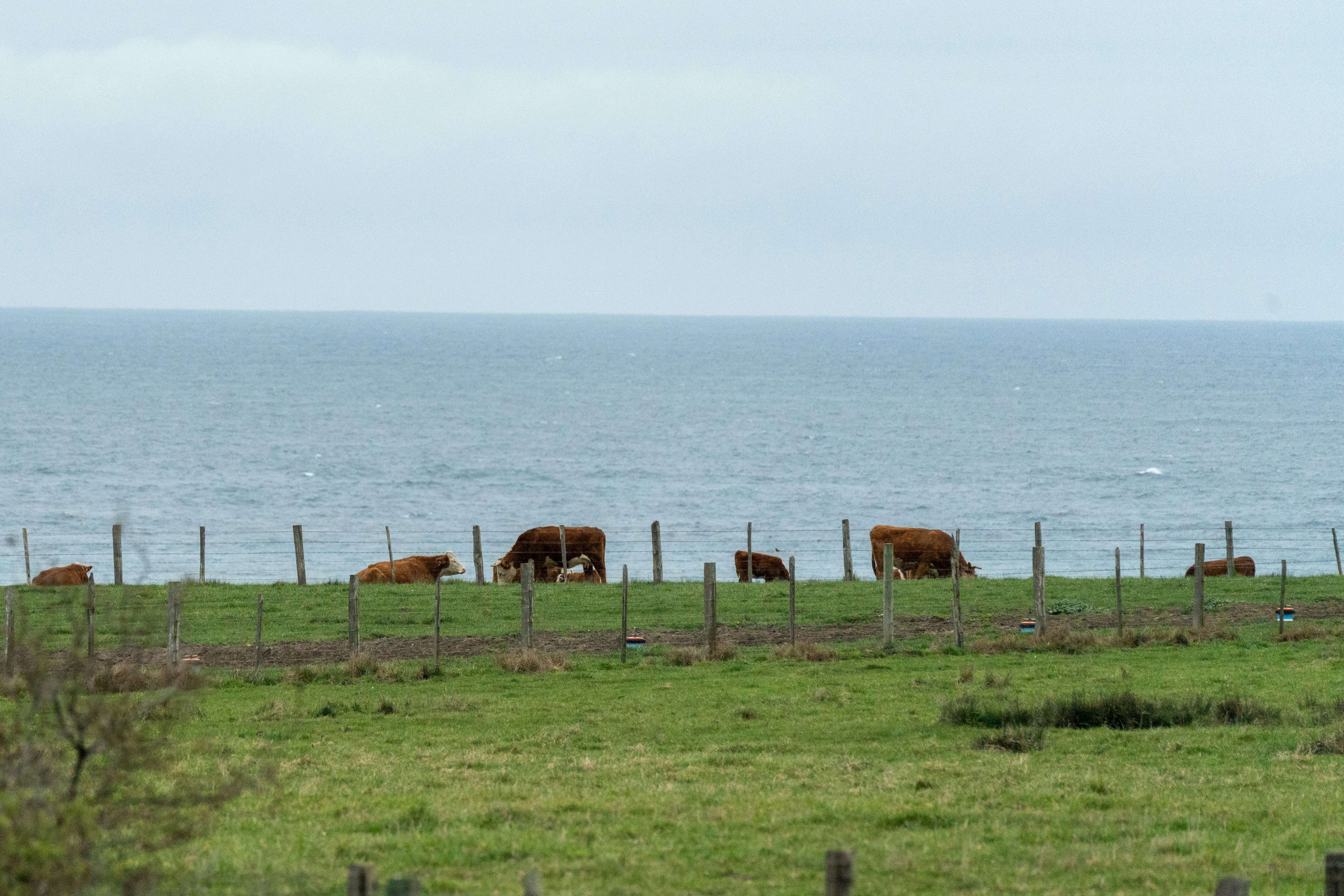 Cattle along a sea-front pasture under a calm sky