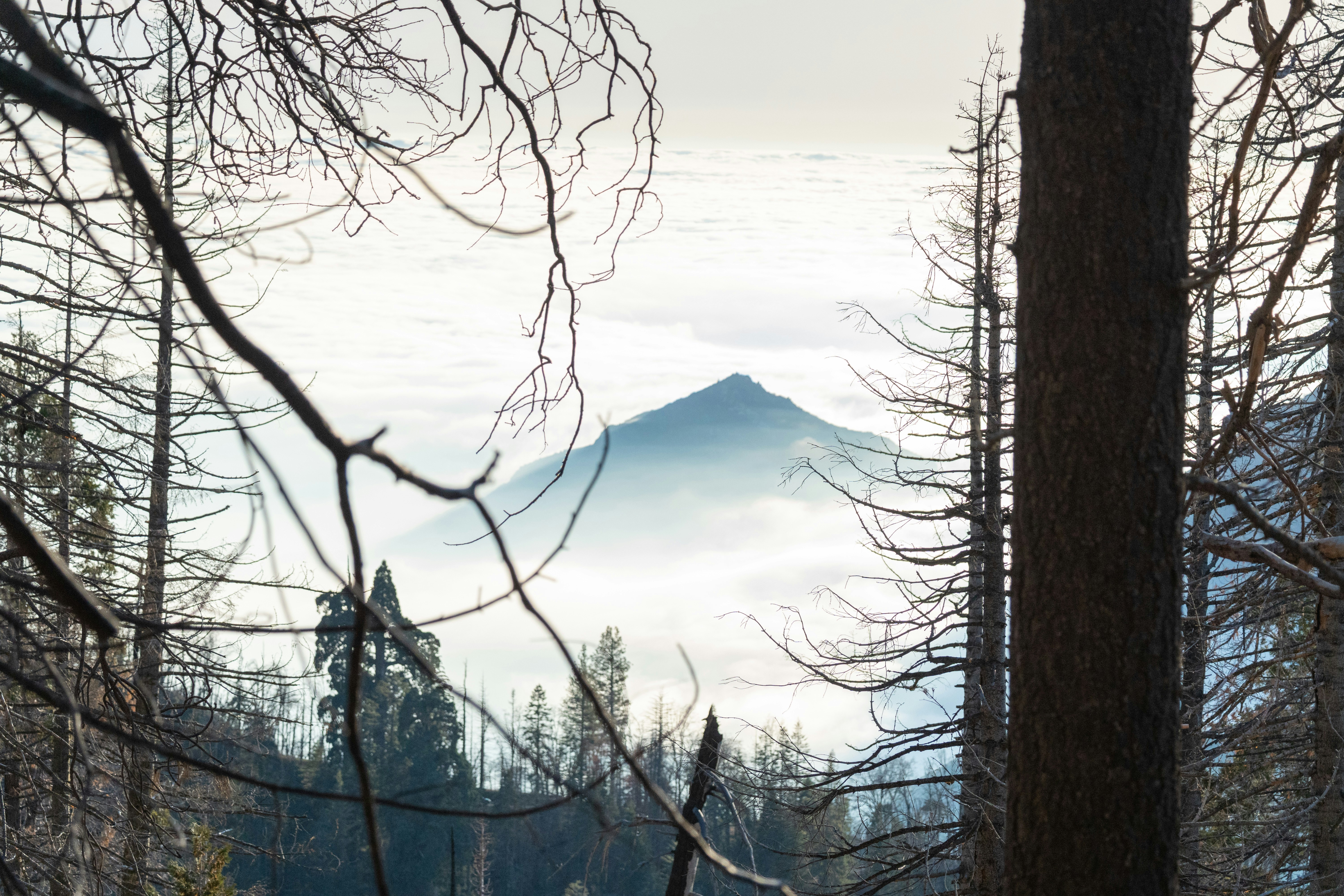 Misty Peak in a Forested Dawn