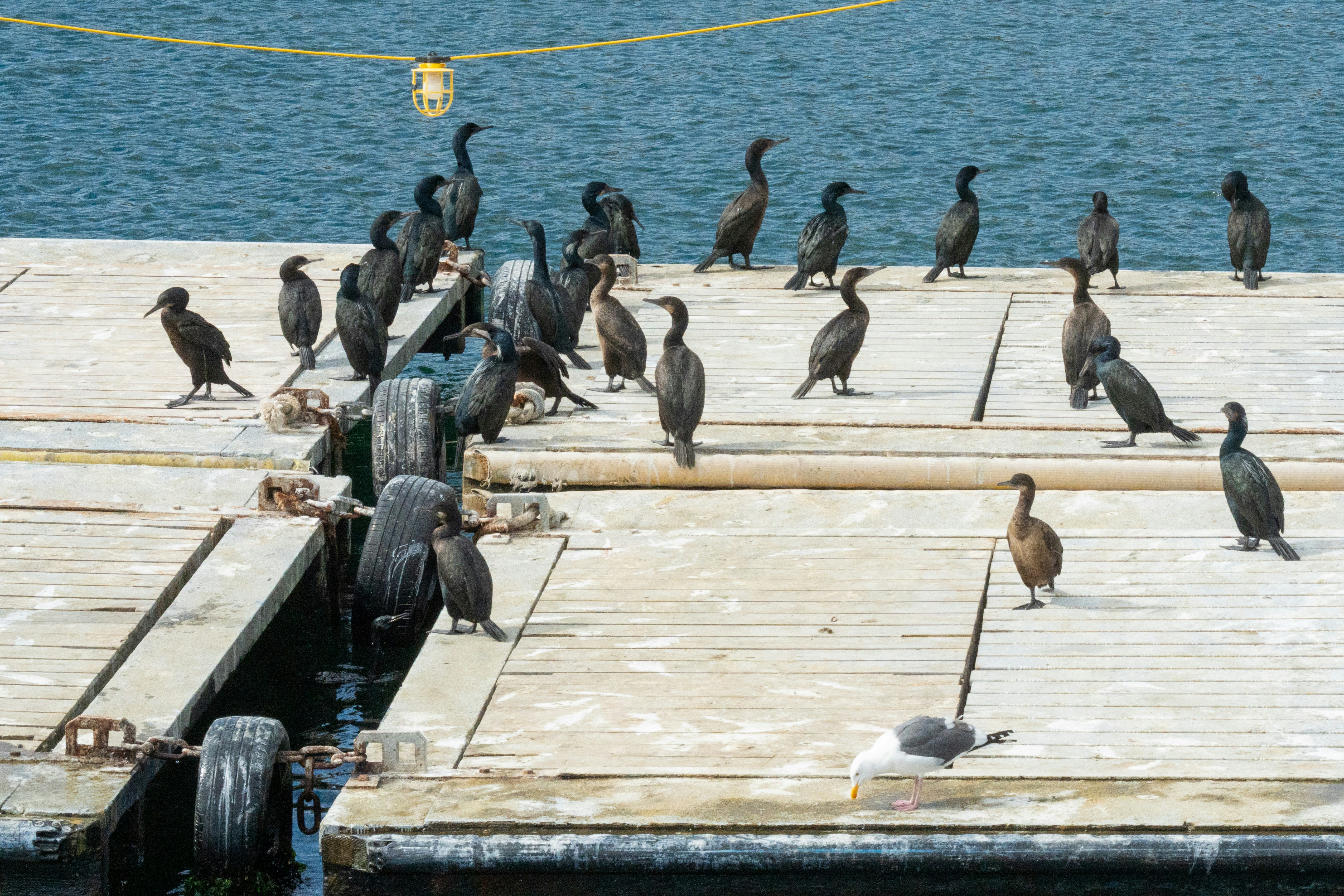 Maritime Assembly: A Crowd of Cormorants and a solitary Gull on Weathered Docks