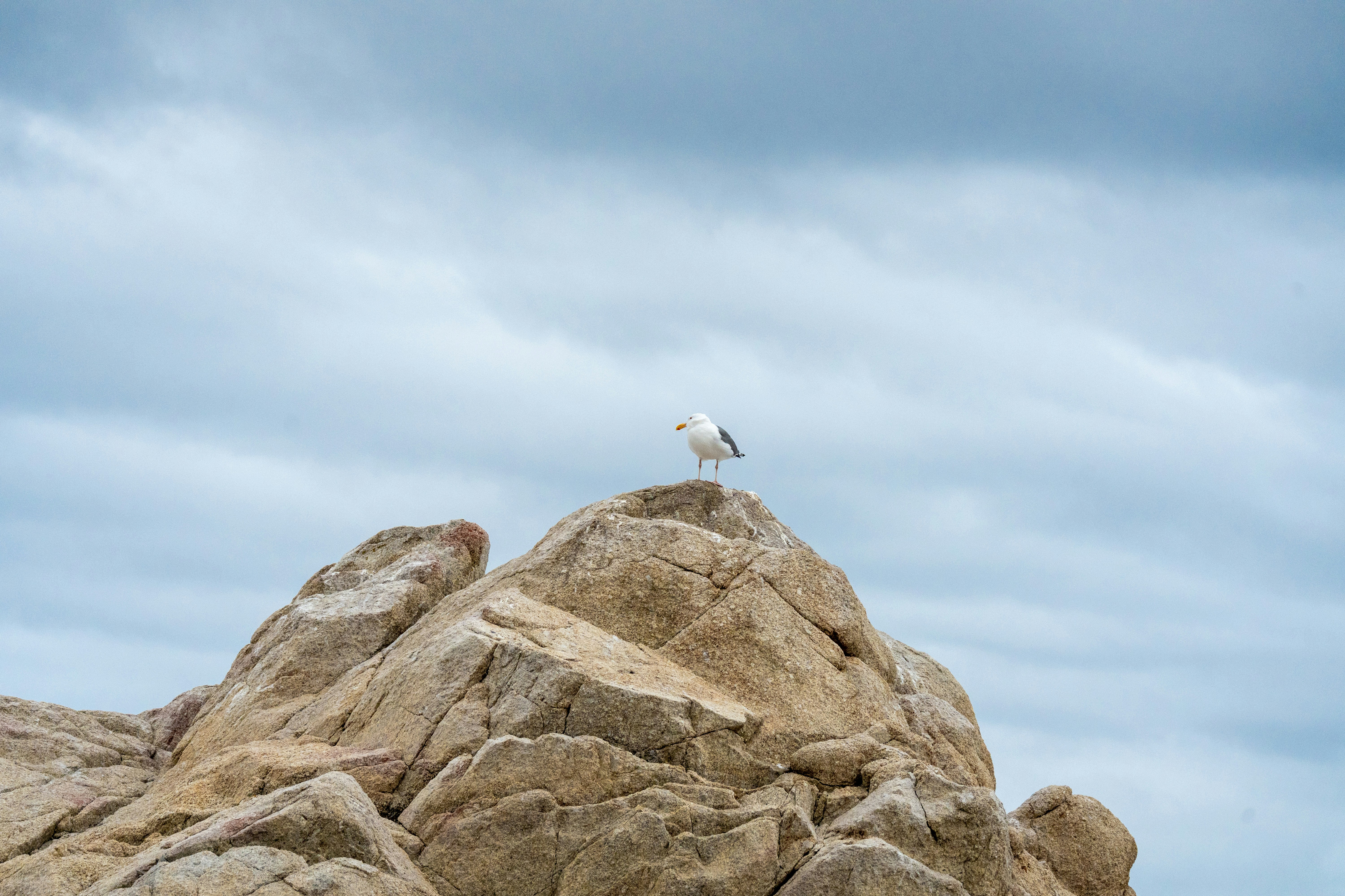 Seagull Perched on Weathered Granite Peak