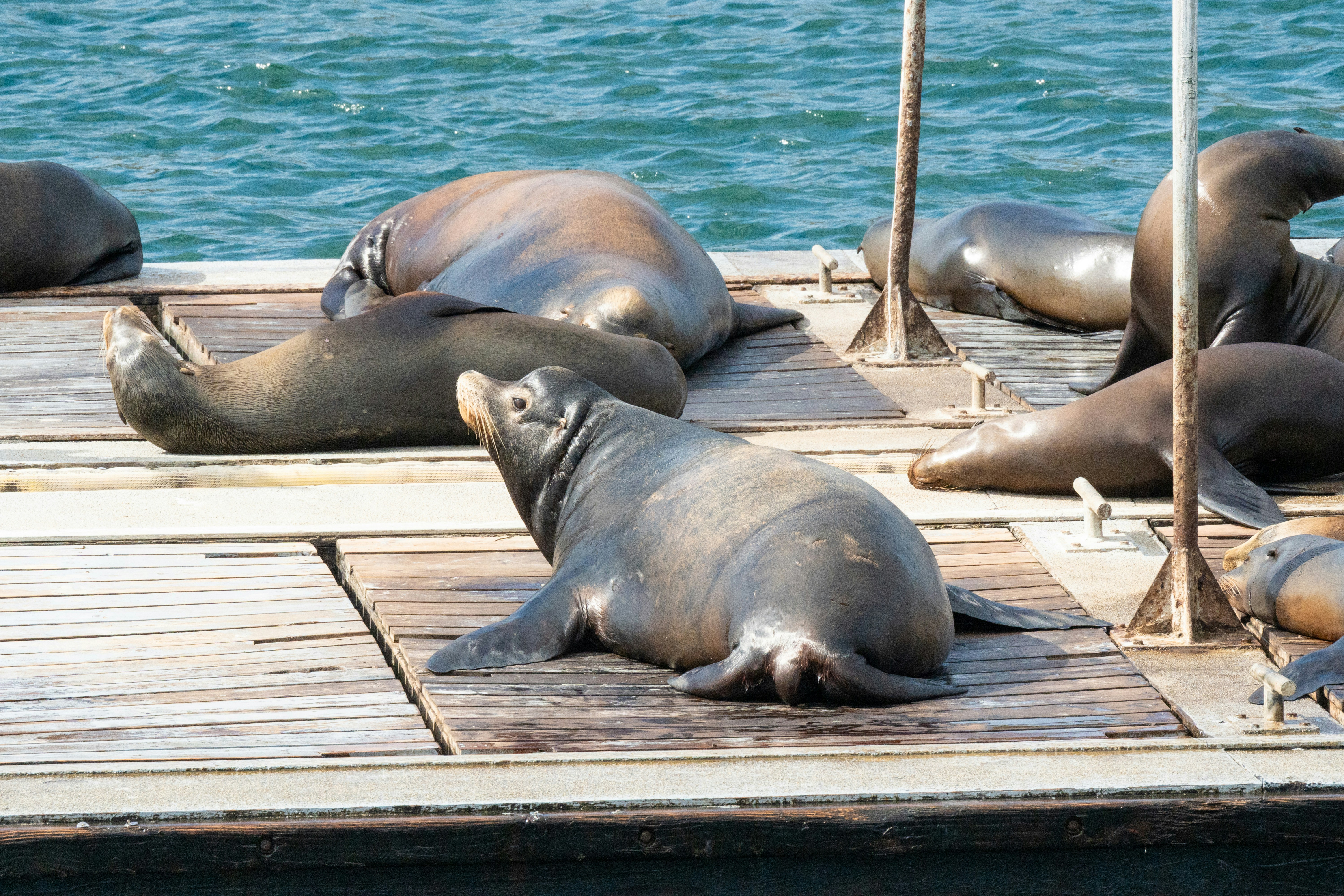 Sunlit Sea Lions Lounge on a Wooden Dock