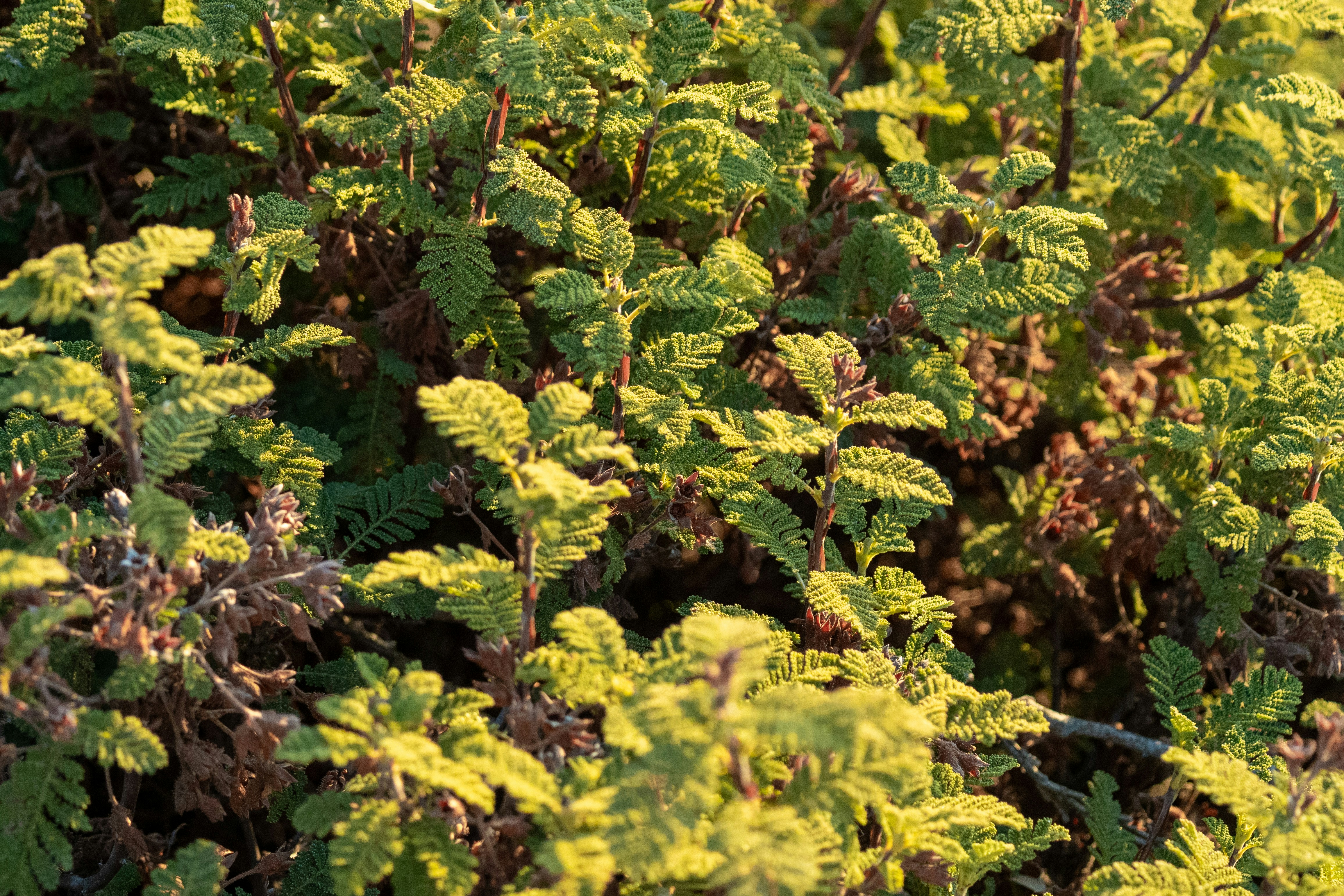 Sunlit Variegated Ferns: A Wave of Golden Green