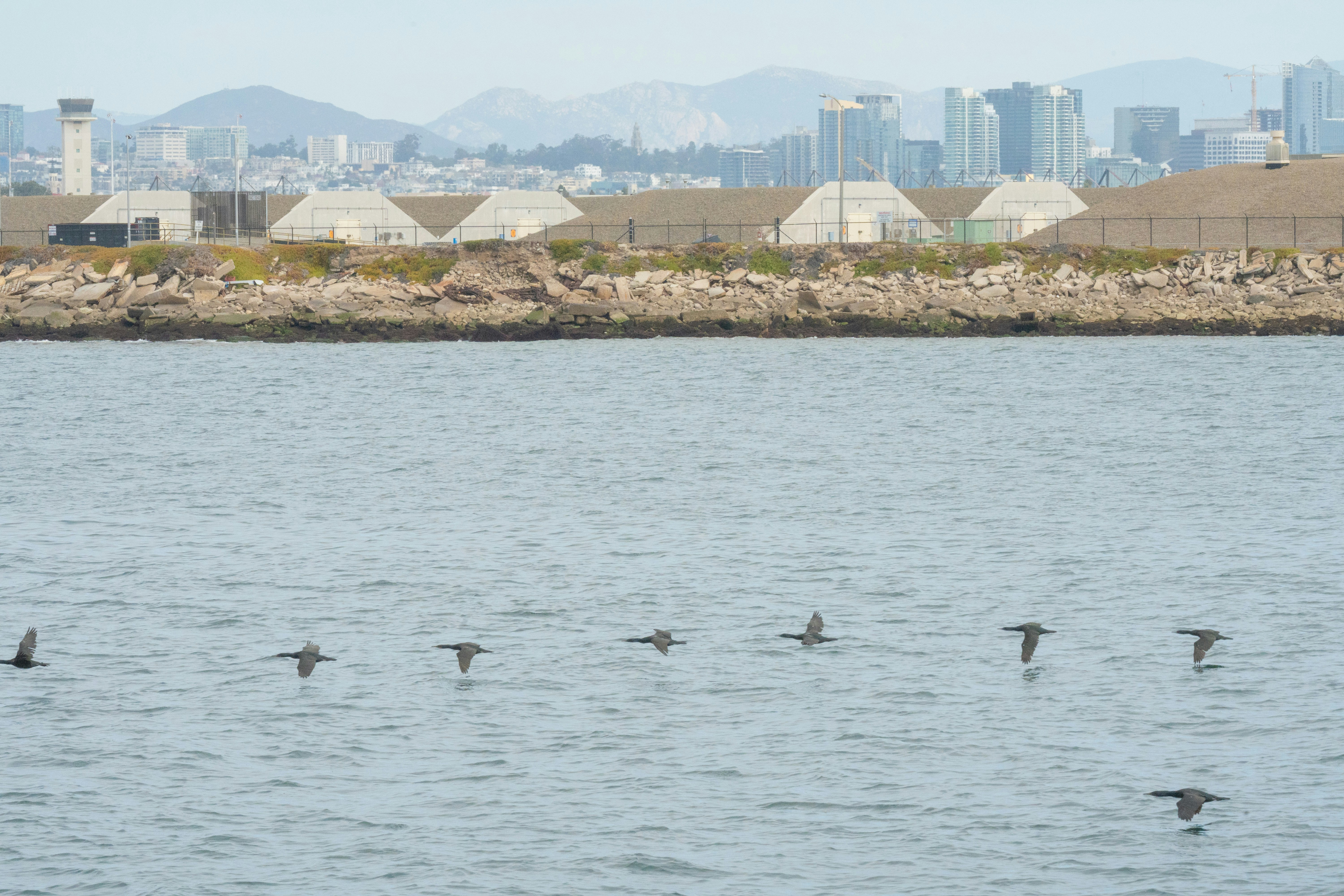 Feathered Silhouettes Over Calm Harbor