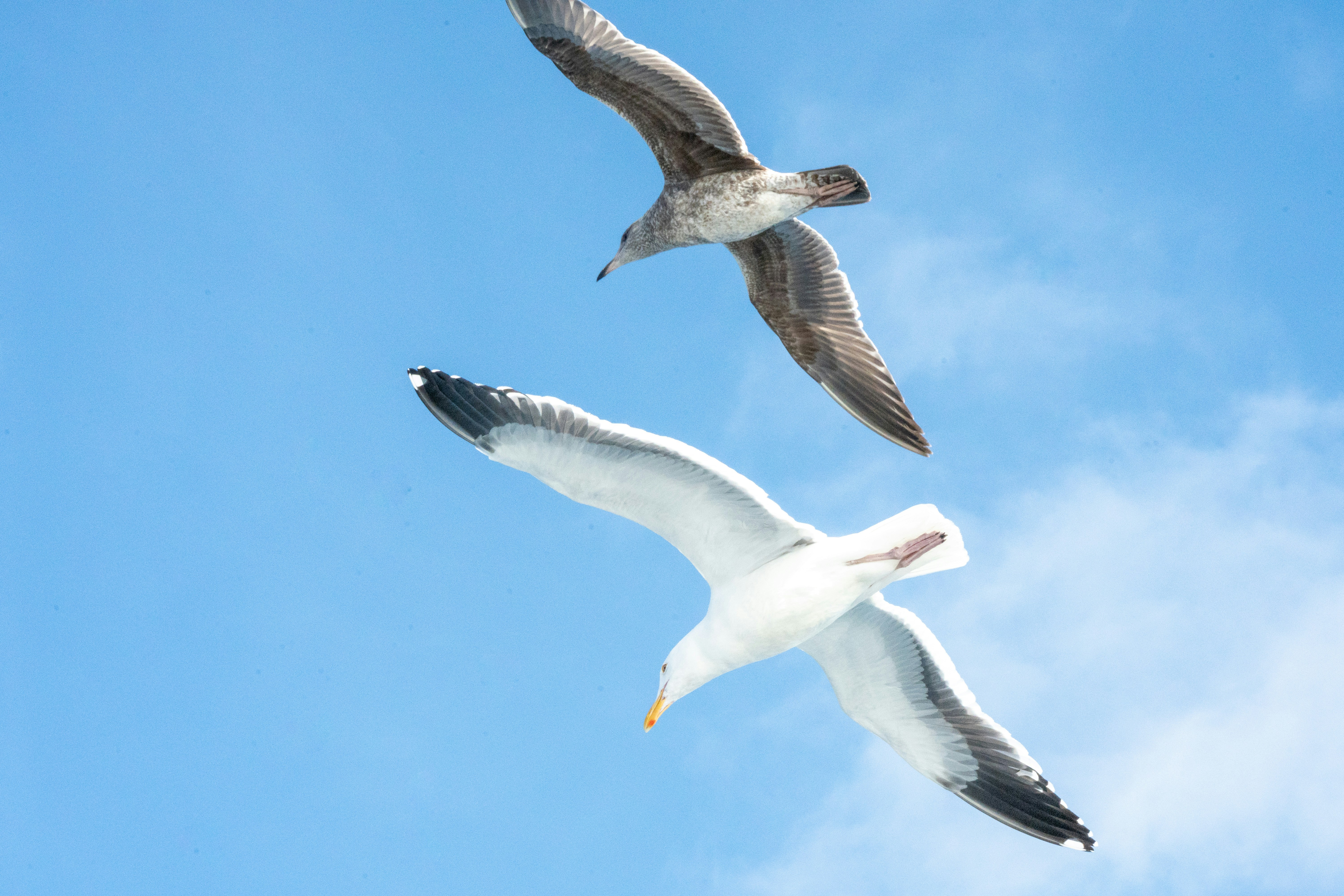Mid-Air Confluence: Two Gulls Crossing the Bright Sky