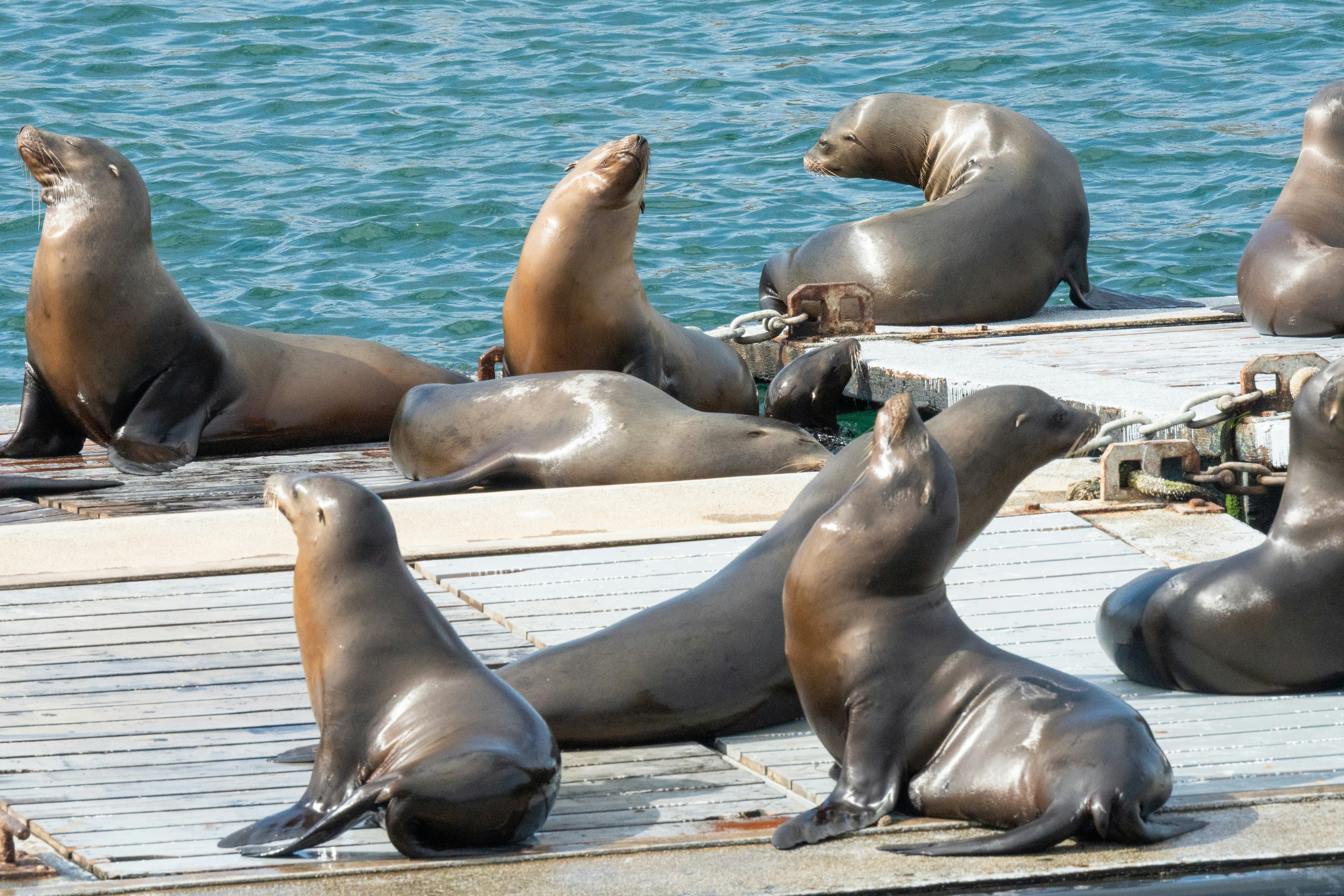 Sea Lions at Rest: A Quiet Dockside Congregation
