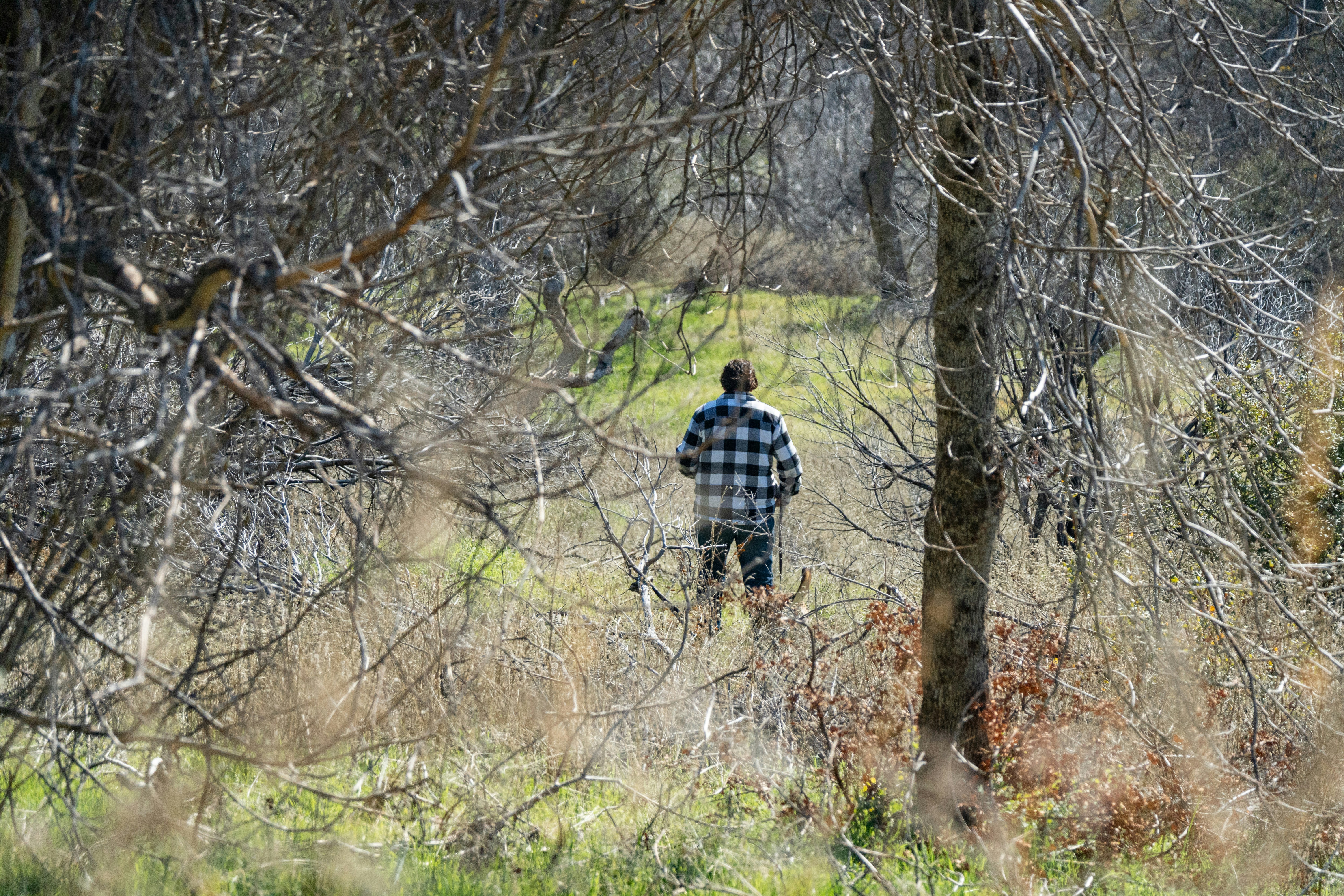 Runner in a Winter Corridor: A Lone Figure Amid Overhanging Branches