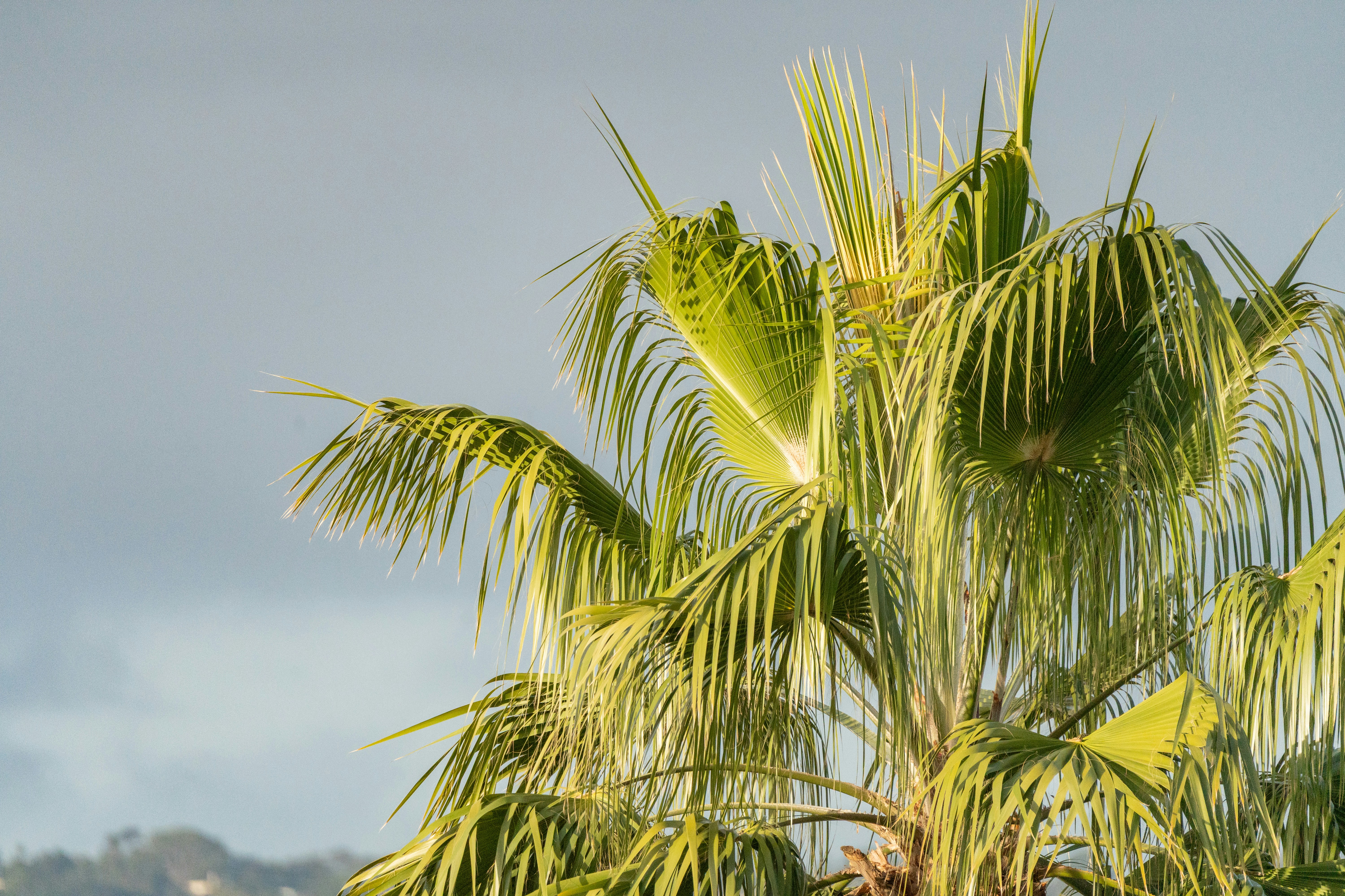 Sunlit Palm Crown: A Coastal Moment