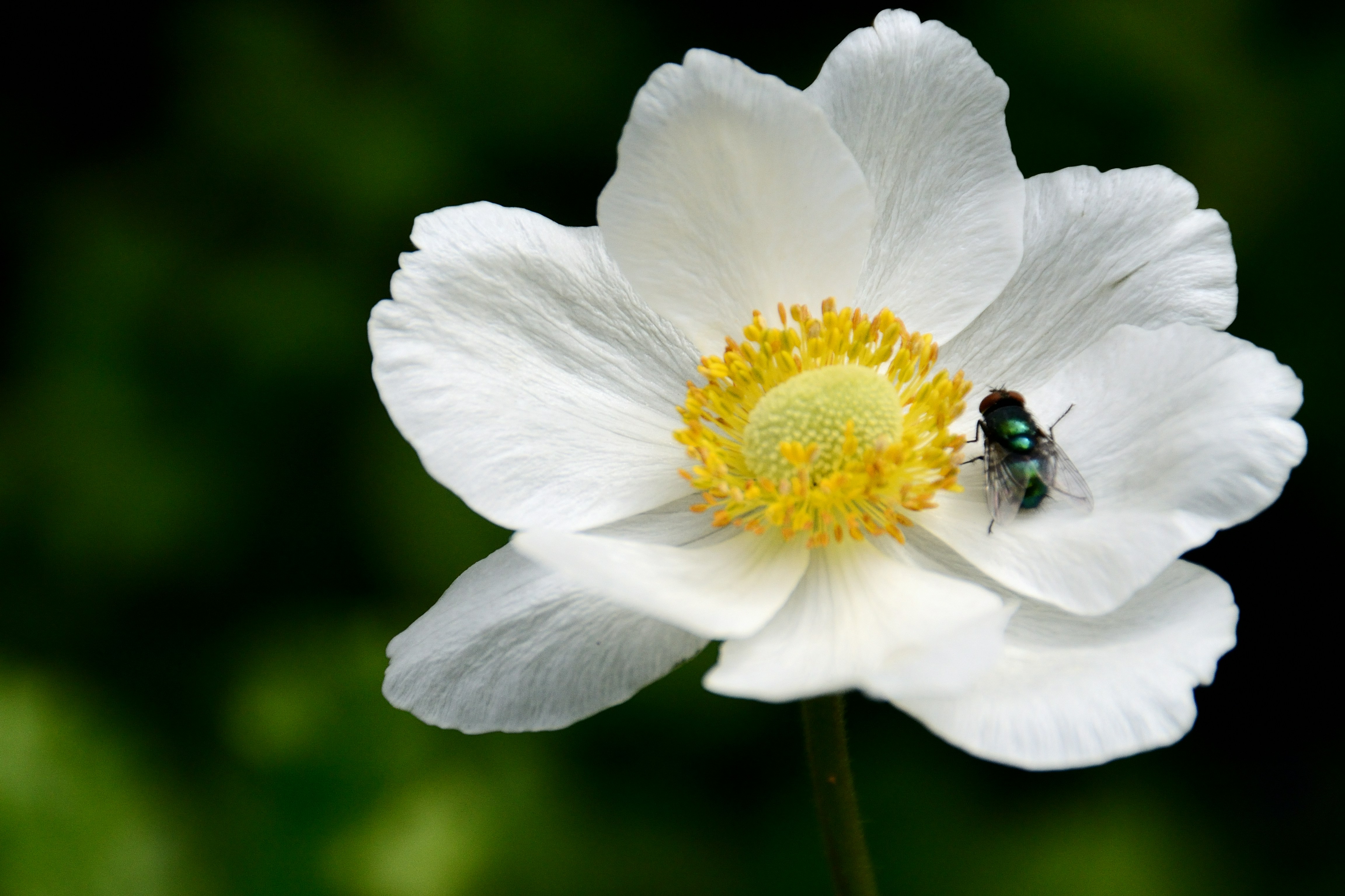 White Petal Spotlight: a lone bee on a delicate bloom