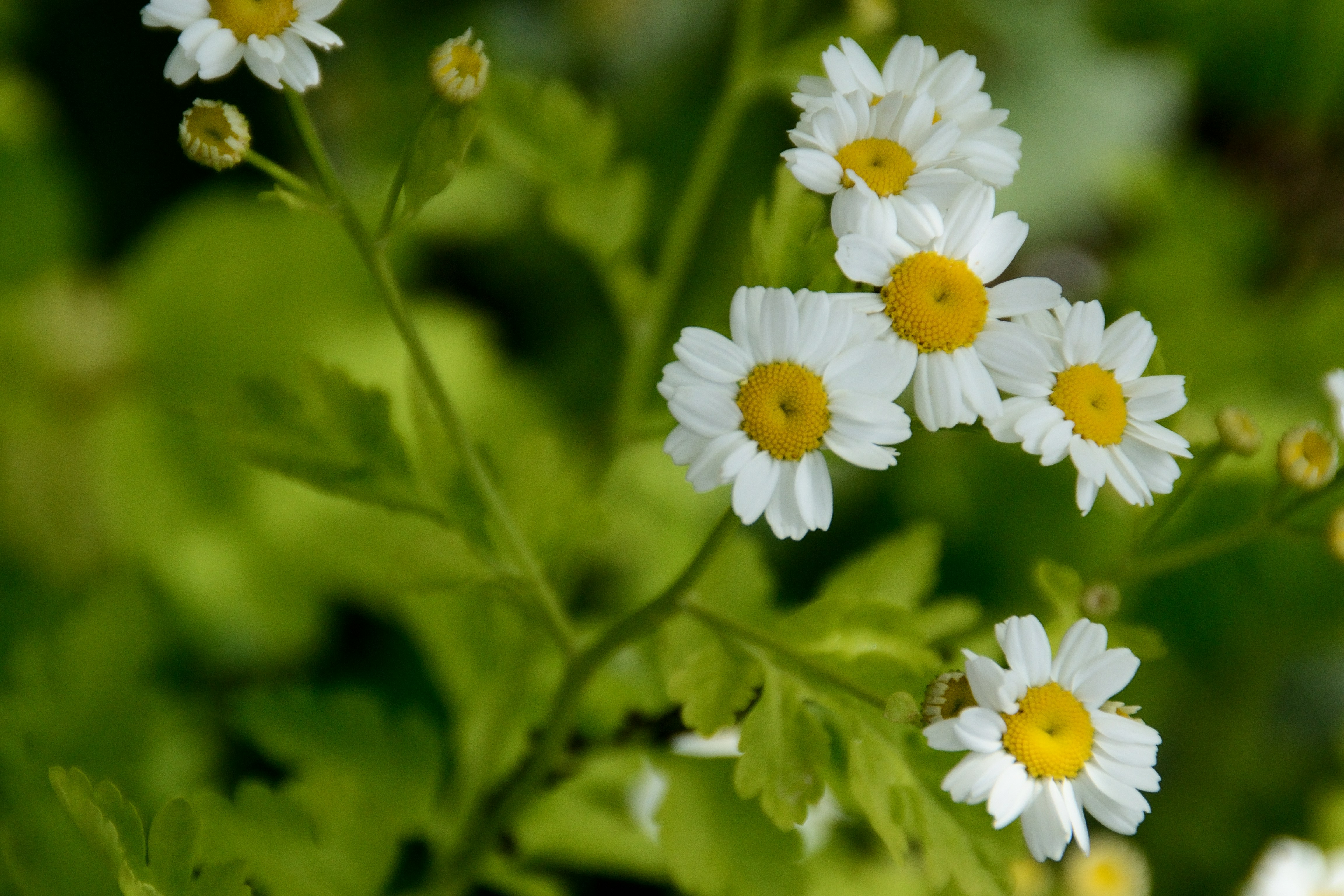 Sunlit Daisies in Focus: A Closer Look at White Petals and Yellow Centers
