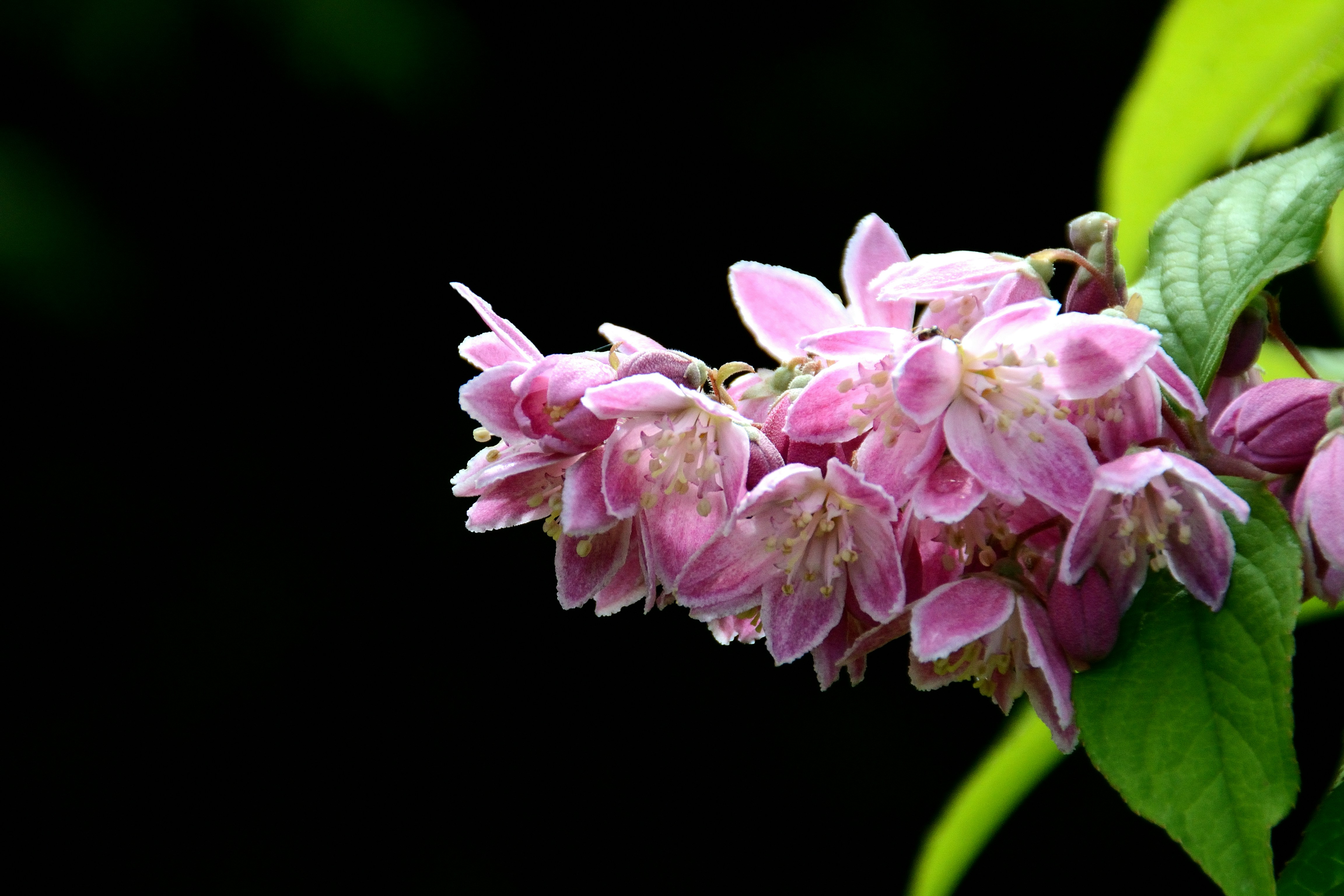 Pink cluster of bells on a dark canvas
