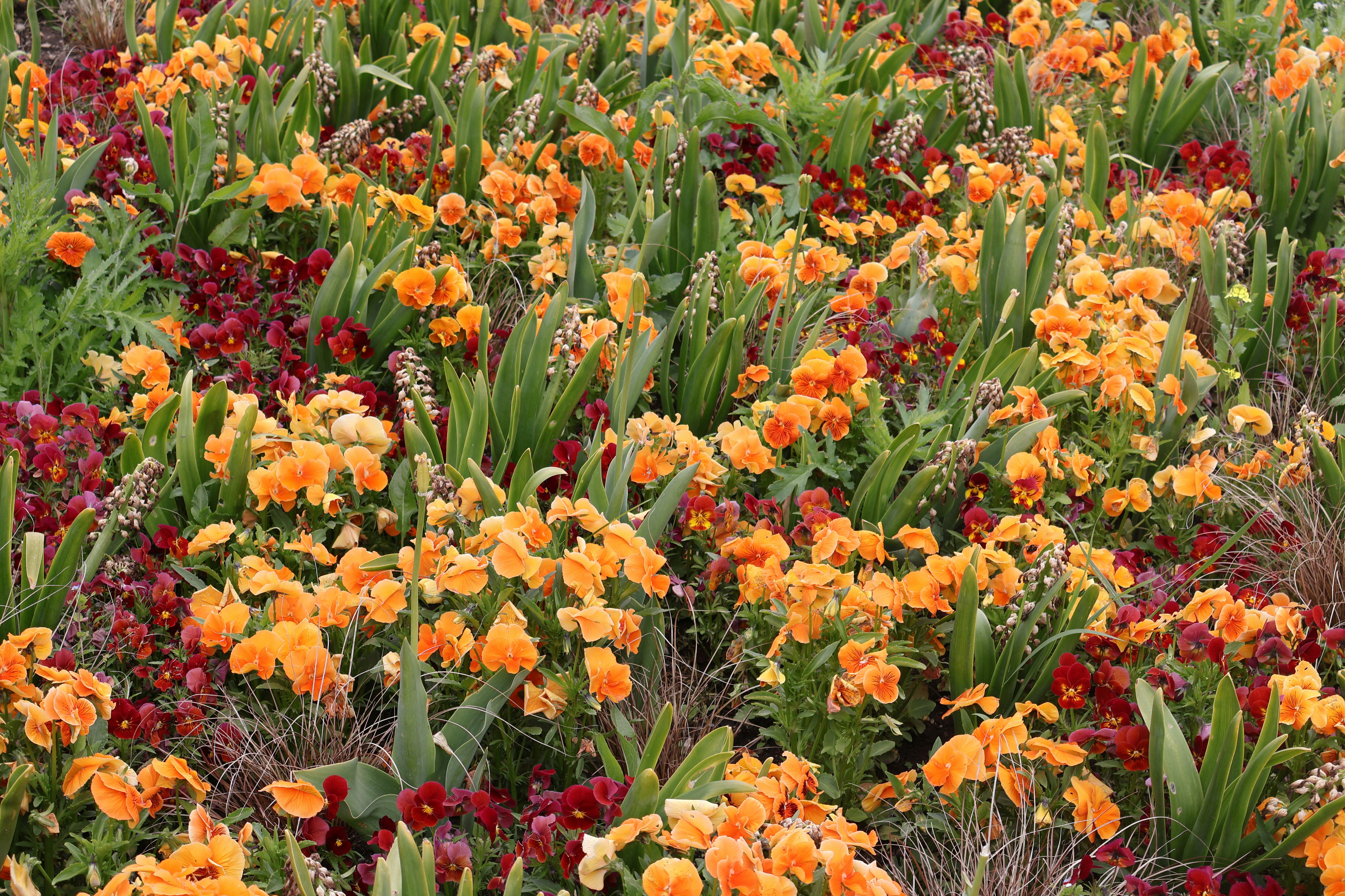 Potent Orange: A Sea of Tulip Fire Across a Spring Bed