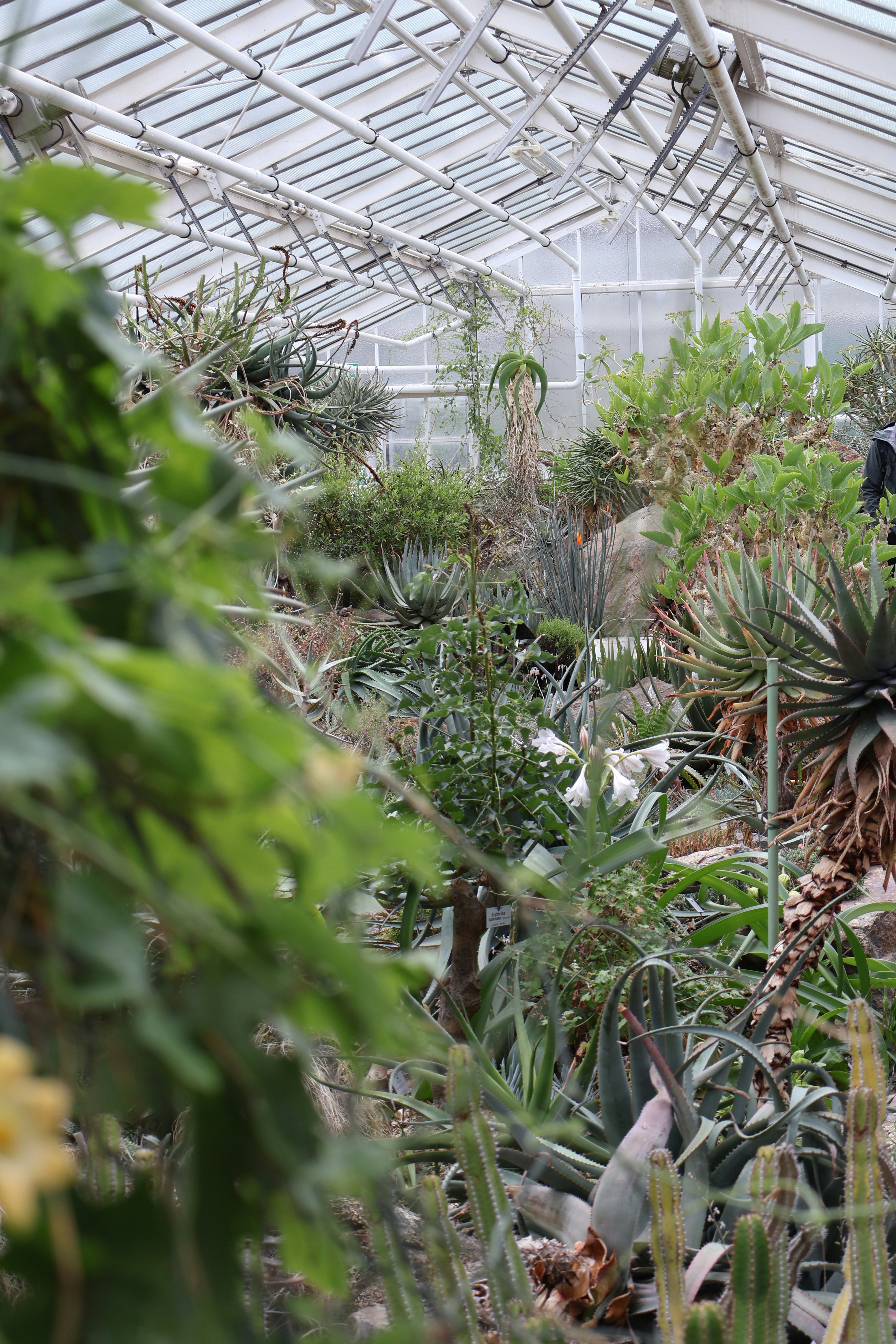 Greenhouse Quiet: A Corridor of Succulents and Light