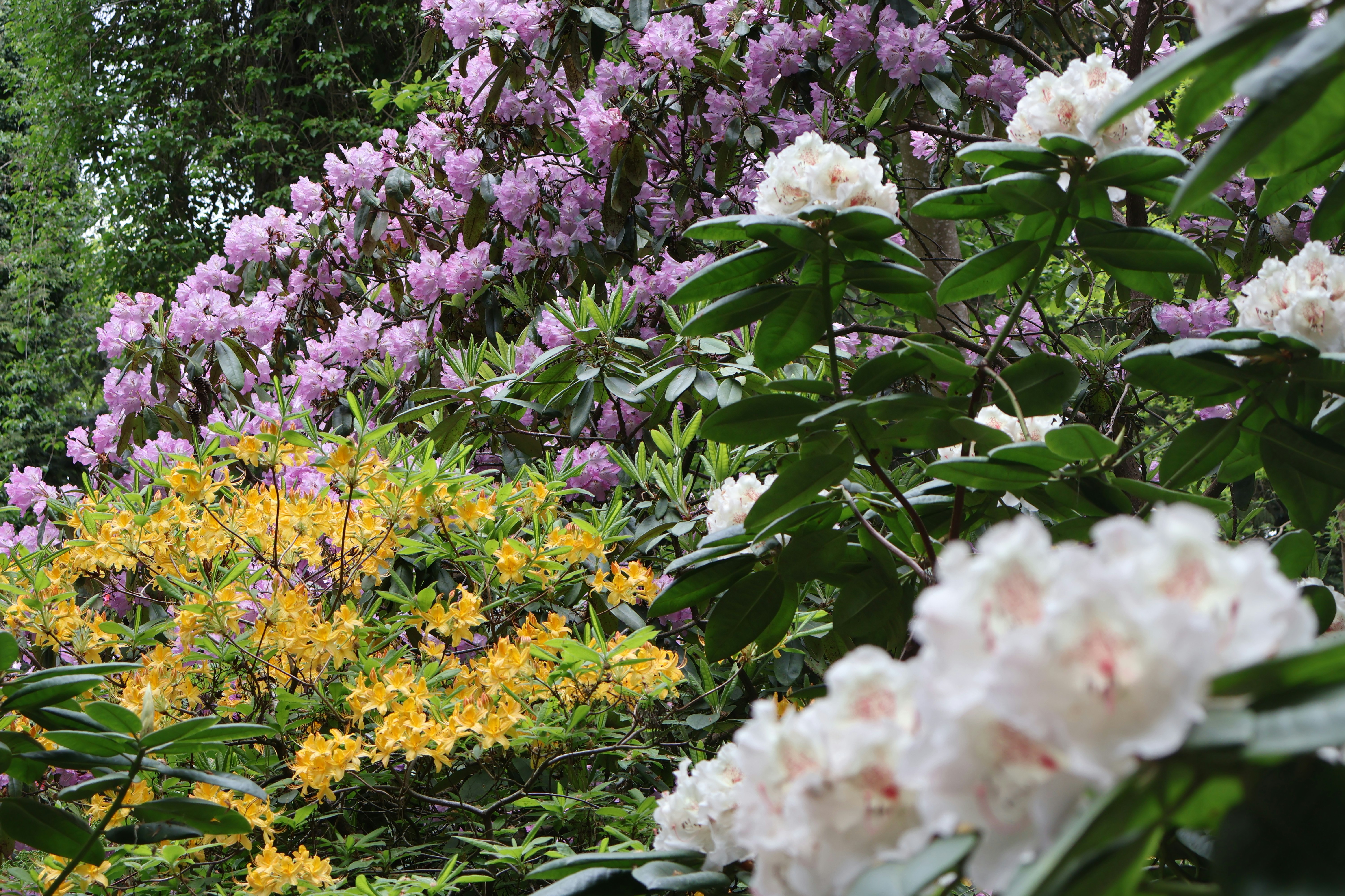 Sunlit Rhododendron Bloom Chorus in a Verdant Corner