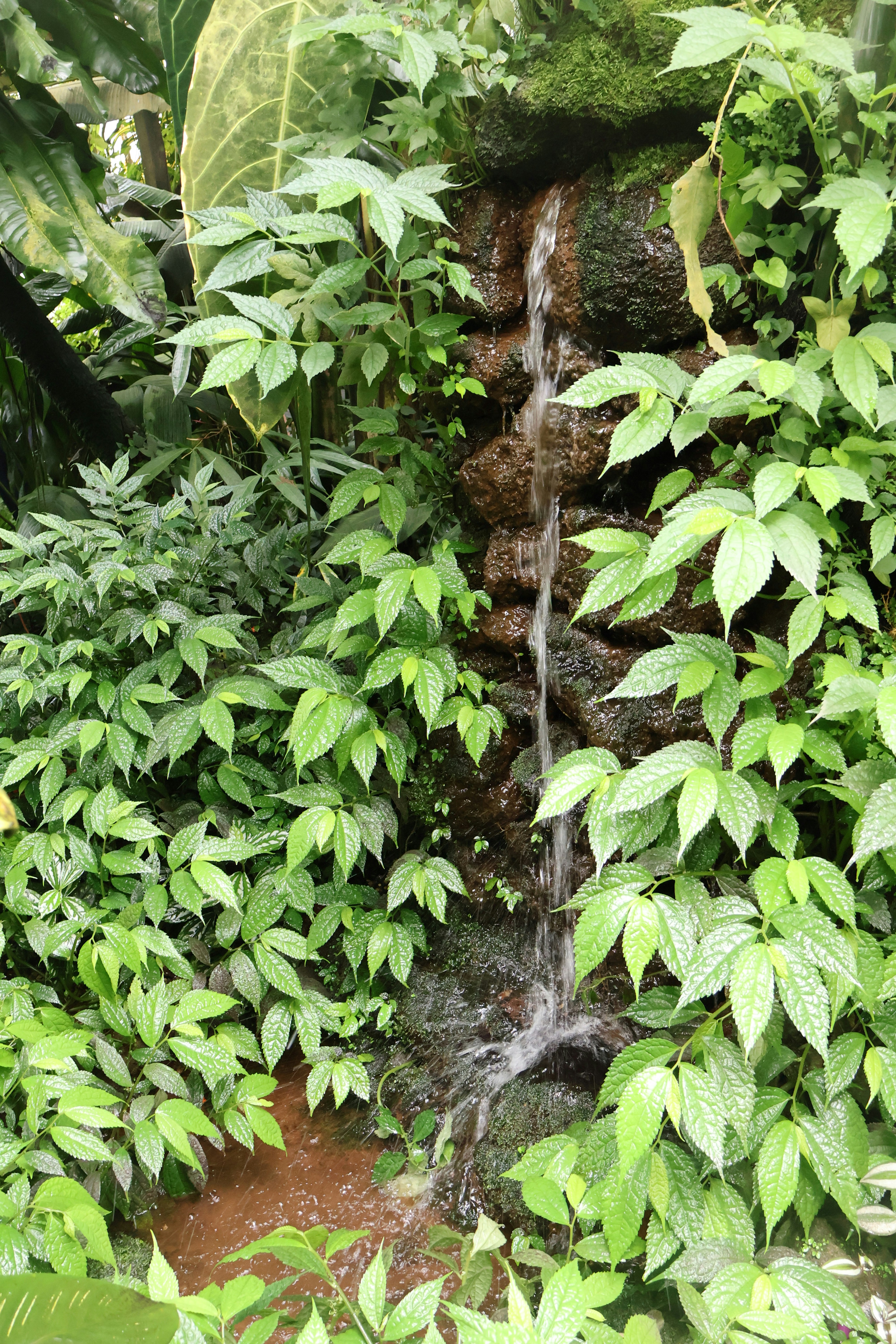 A Quiet Cascade Woven with Green Leaves