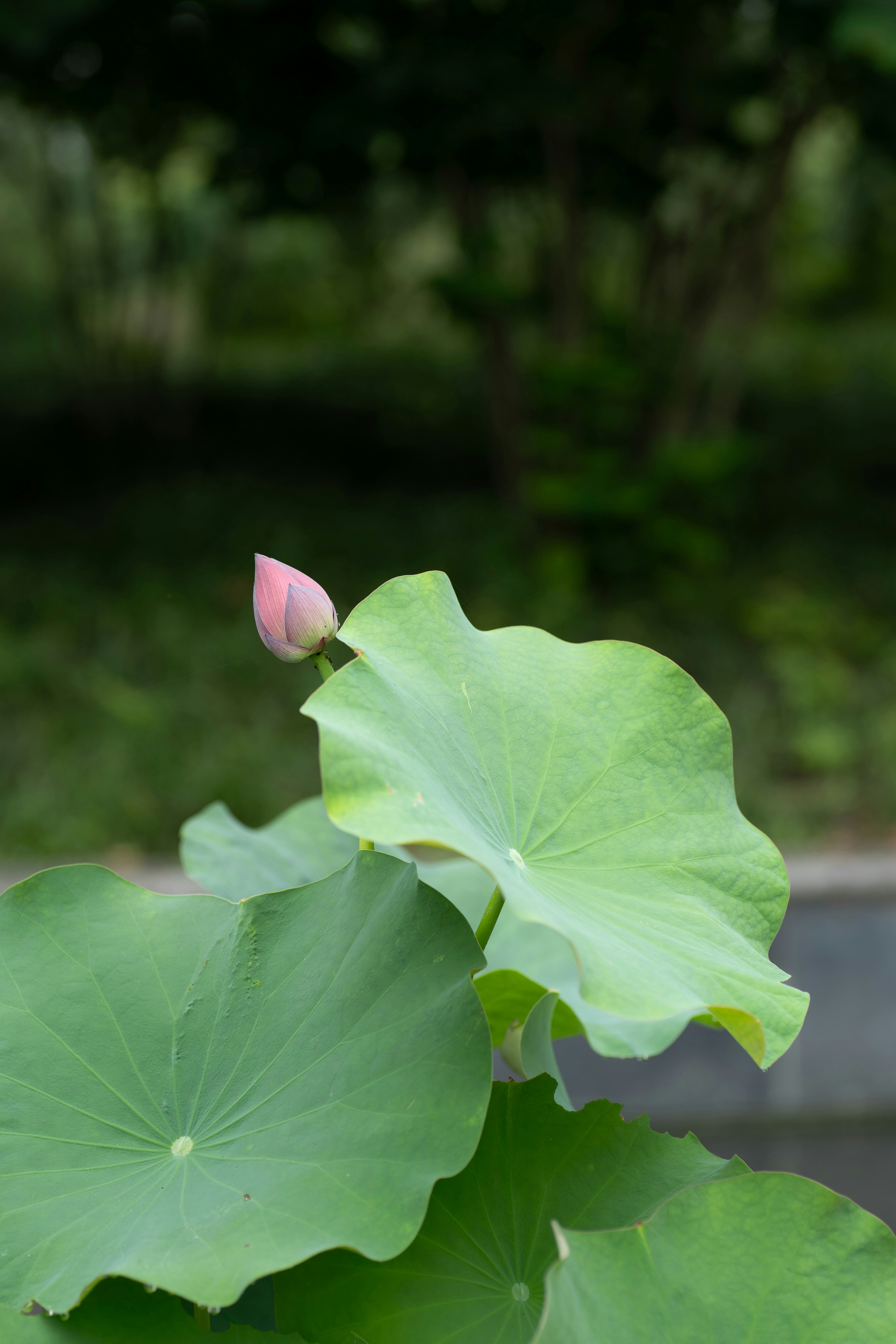 Bud and Bloom: A Lotus Bud Reaches for Morning Light