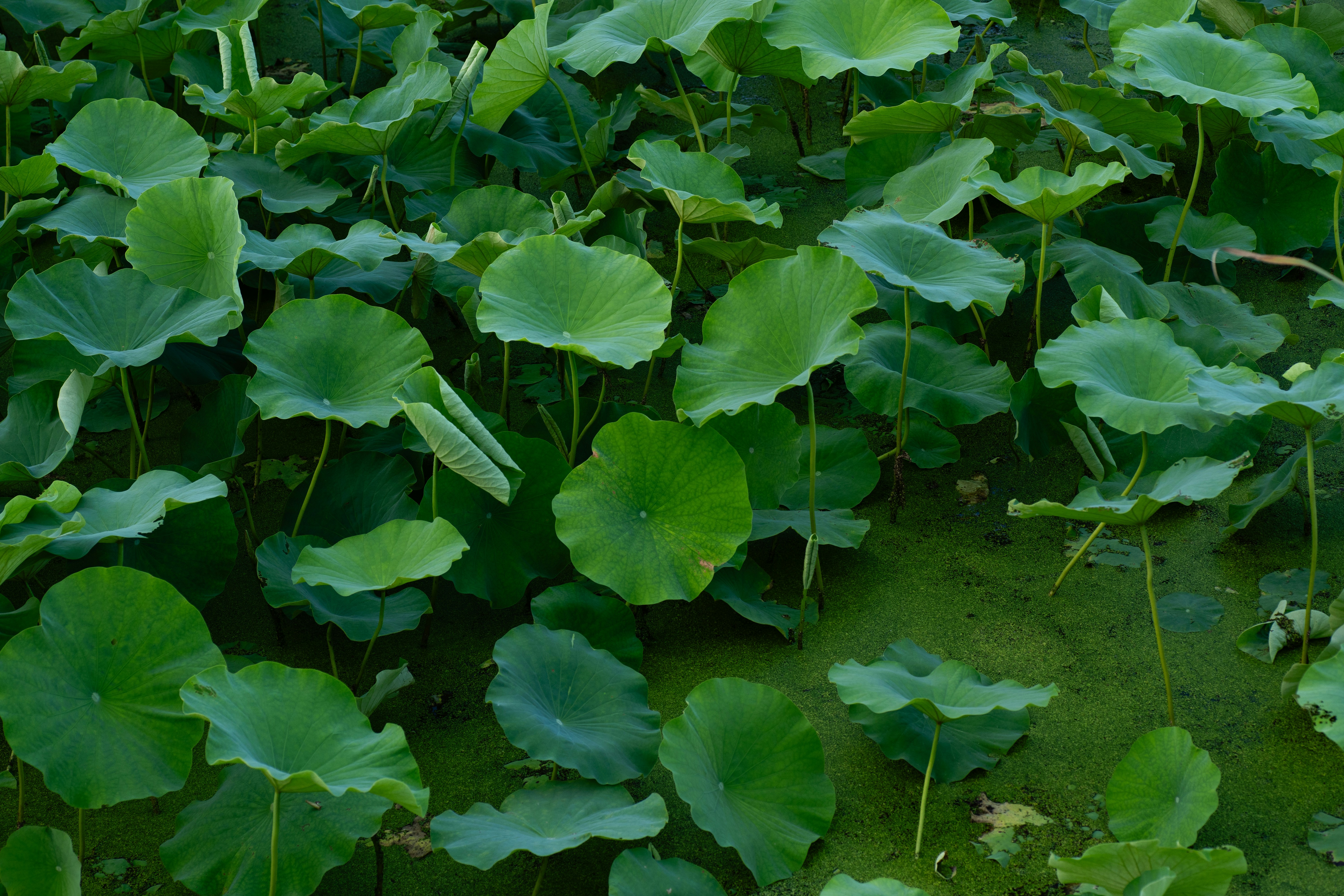 Dense Lotus Canopy Over a Quiet Pond